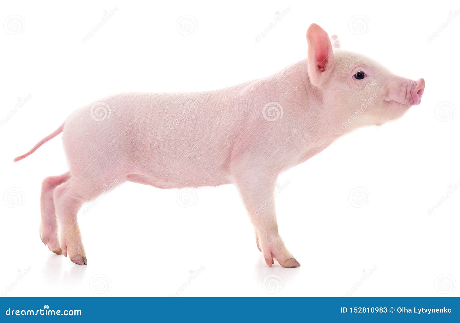 Cerdo en blanco imagen de archivo. Imagen de agricultura - 152810983