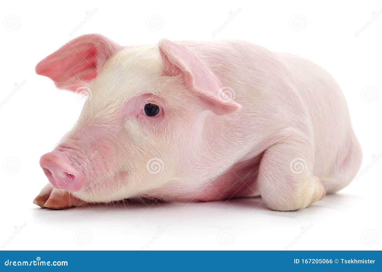 Cerdo en blanco foto de archivo. Imagen de color, animales - 167205066