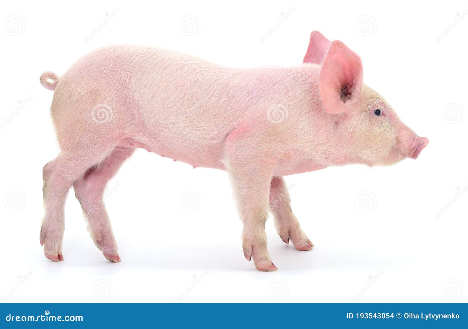 Cerdo en blanco foto de archivo. Imagen de rosa, doméstico - 193543054