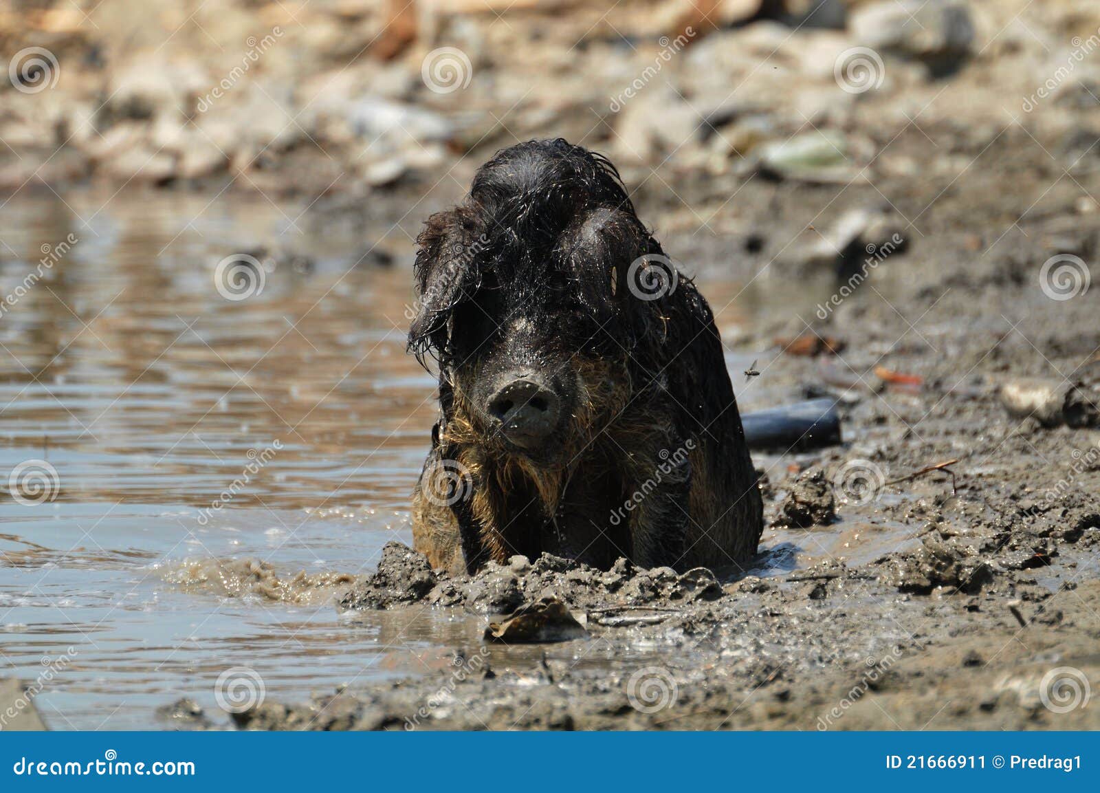 Cerdo en el fango imagen de archivo. Imagen de animales - 21666911