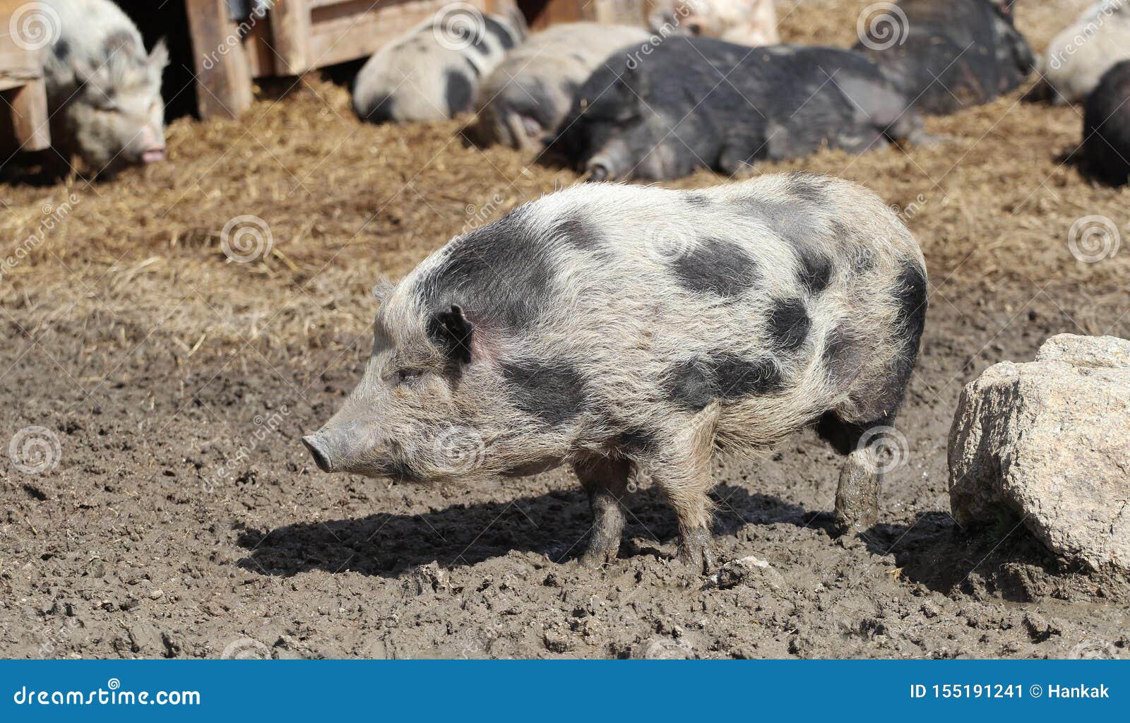 Cerdo en el fango imagen de archivo. Imagen de cerdos - 155191241