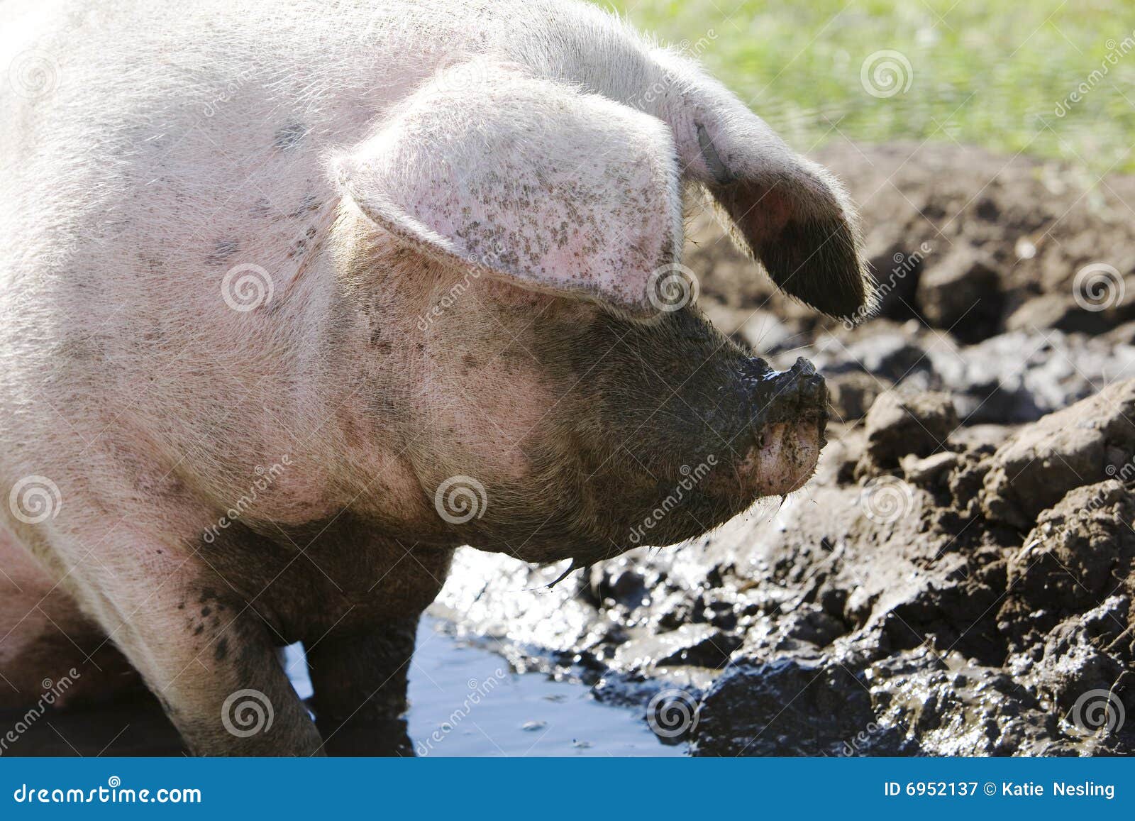 Cerdo en fango imagen de archivo. Imagen de ganado, cerdo - 6952137