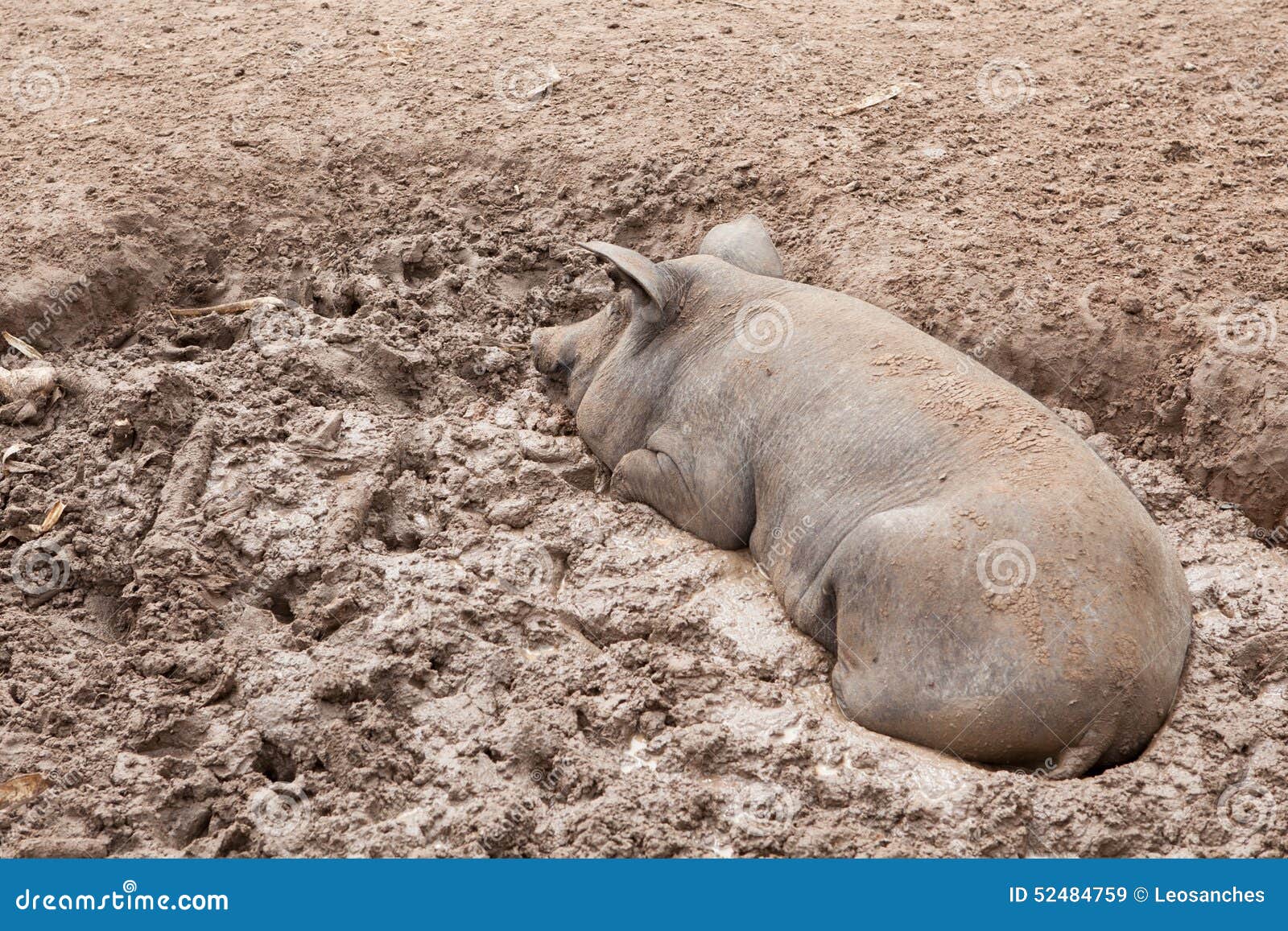 Cerdo en pocilga imagen de archivo. Imagen de rural, suciedad - 52484759