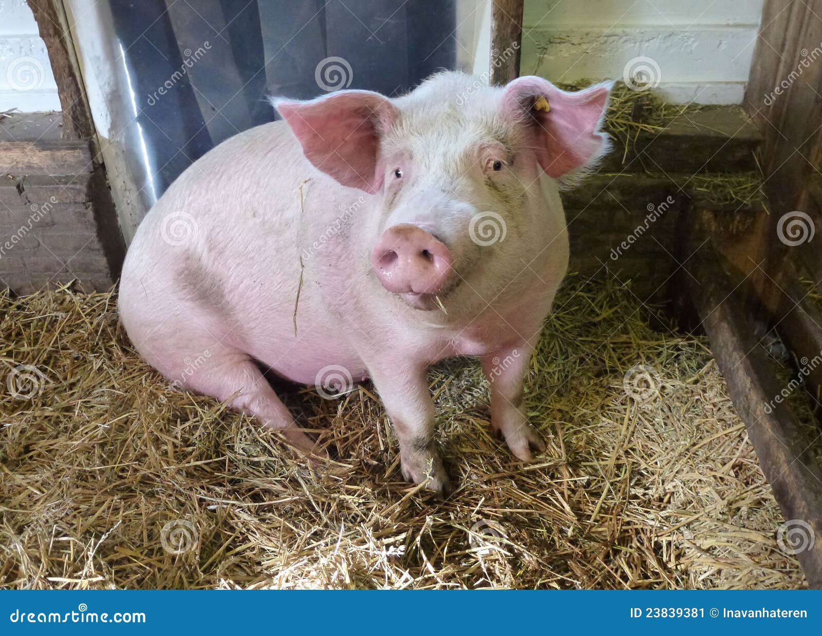 Cerdo en un establo imagen de archivo. Imagen de entrerroscas - 23839381