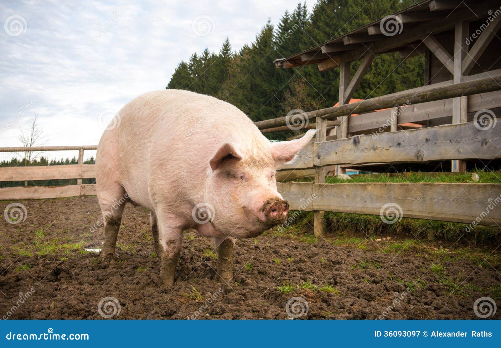 Cerdo en una granja imagen de archivo. Imagen de deslumbrar - 36093097