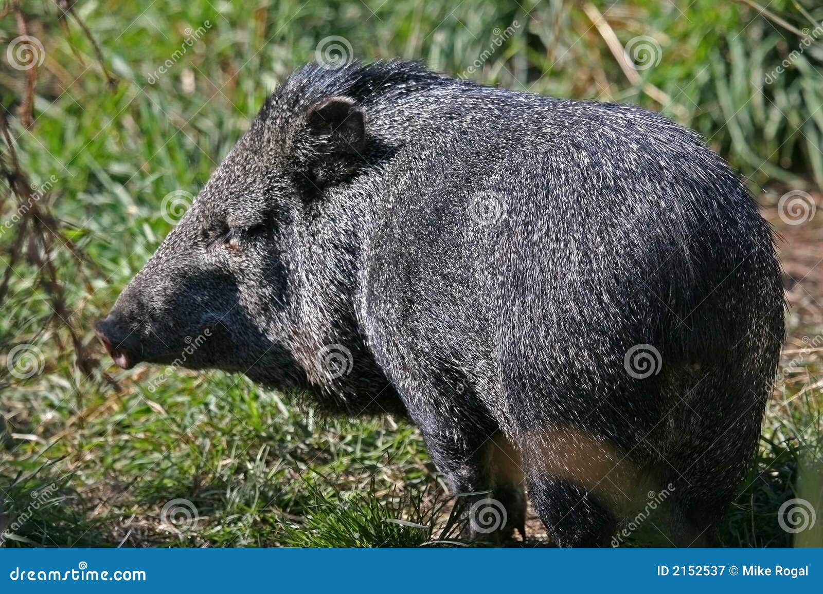Cerdo enano imagen de archivo. Imagen de especie, endangered - 2152537