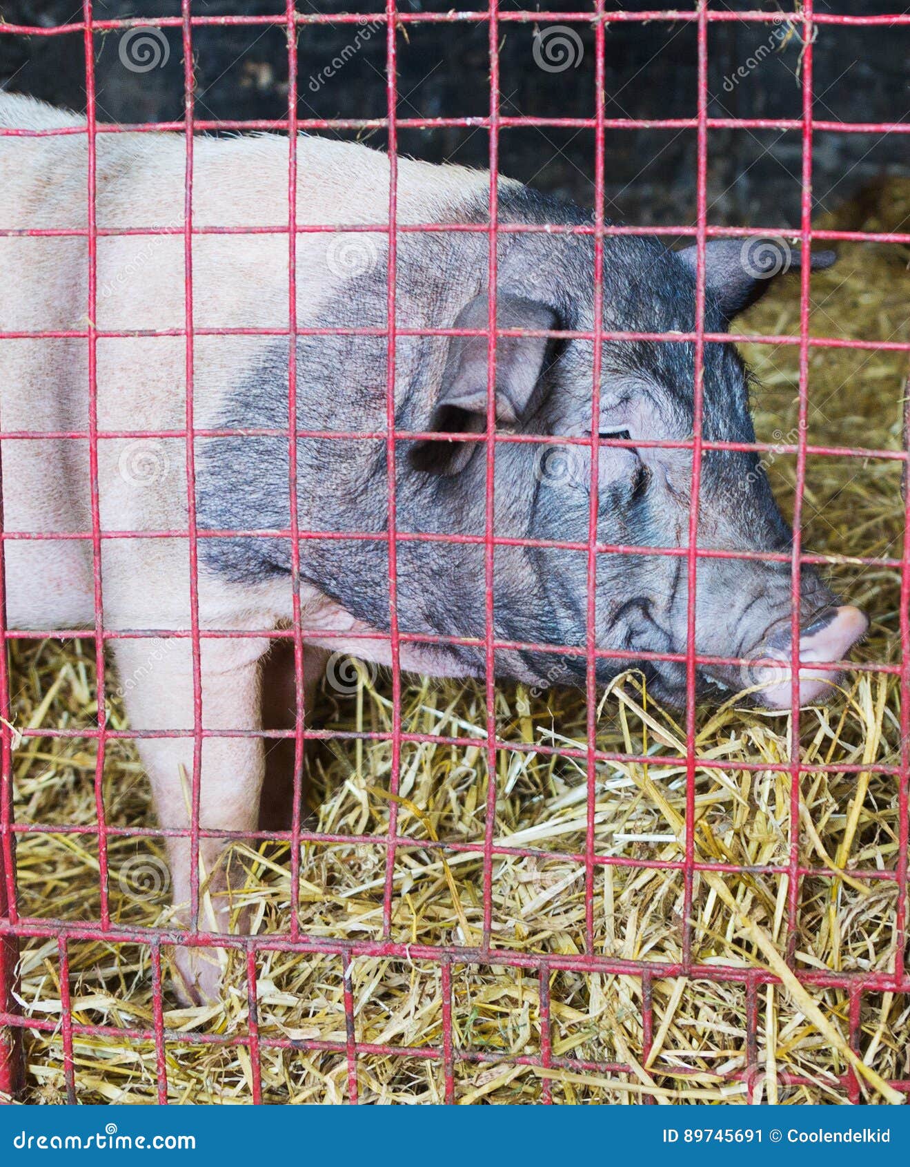 imágenes comunes del Cerdo Enjaulado - los derechos de la transferencia ...