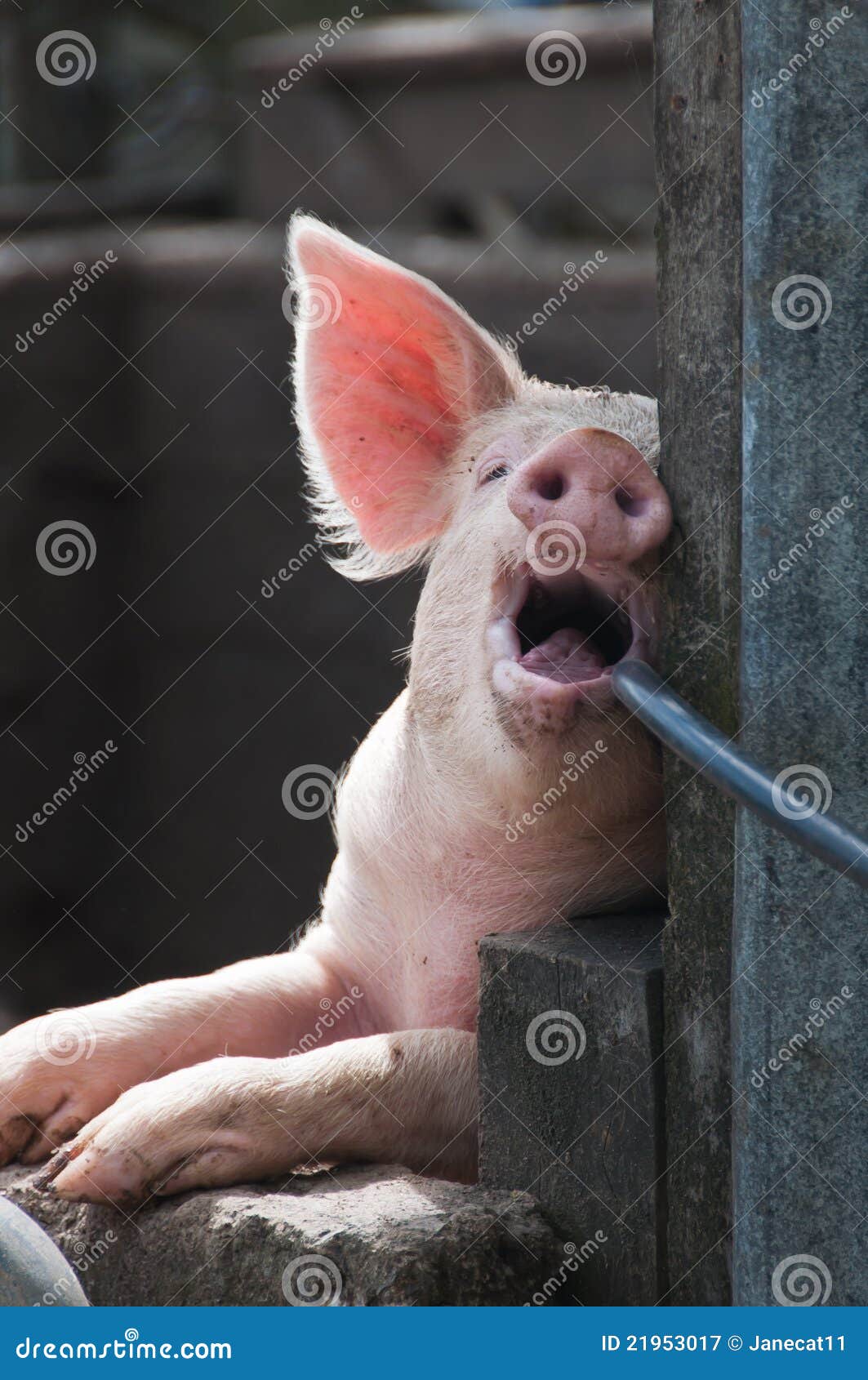 Cerdo feliz imagen de archivo. Imagen de cerdos, bienestar - 21953017