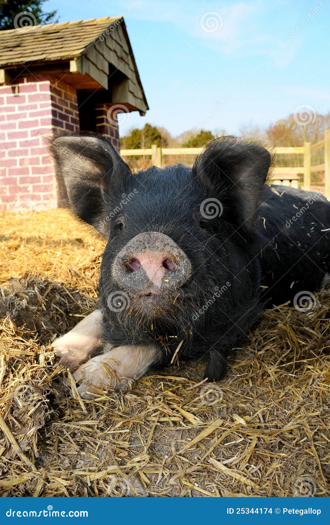 Cerdo feliz foto de archivo. Imagen de animal, cochinillo - 25344174
