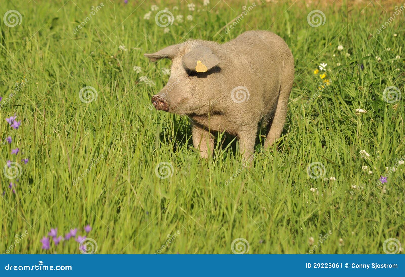 Cerdo feliz imagen de archivo. Imagen de divertido, cubo - 29223061