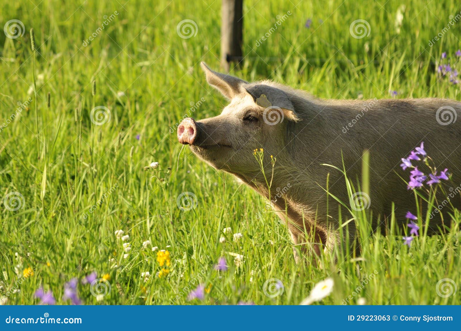Cerdo feliz imagen de archivo. Imagen de cochinillo, verano - 29223063