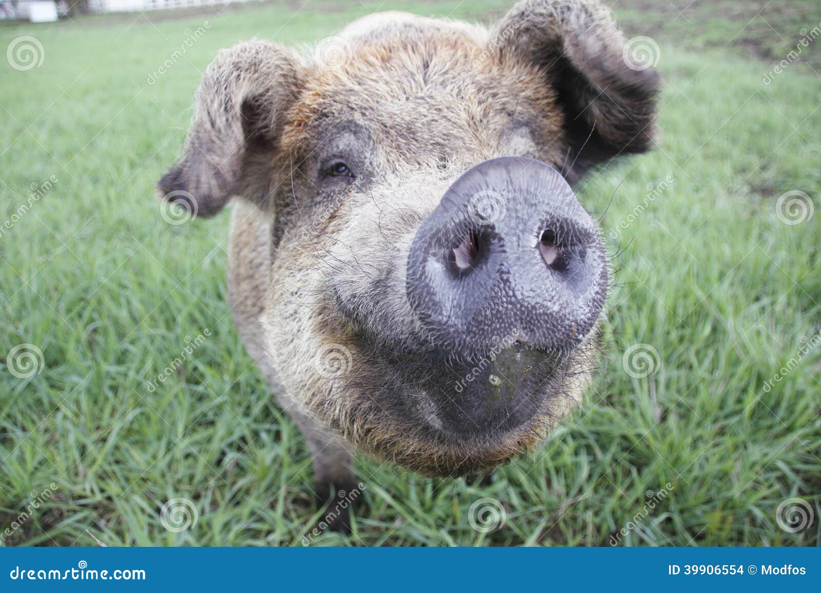 Cerdo feliz foto de archivo. Imagen de hembra, sano, cerdo - 39906554