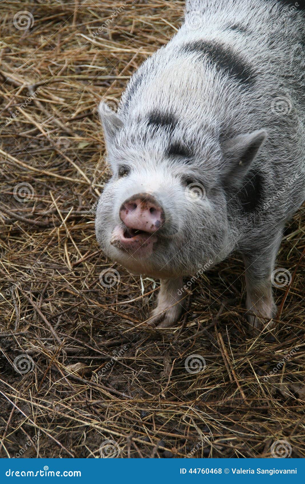 Cerdo feliz foto de archivo. Imagen de grande, pigmento - 44760468