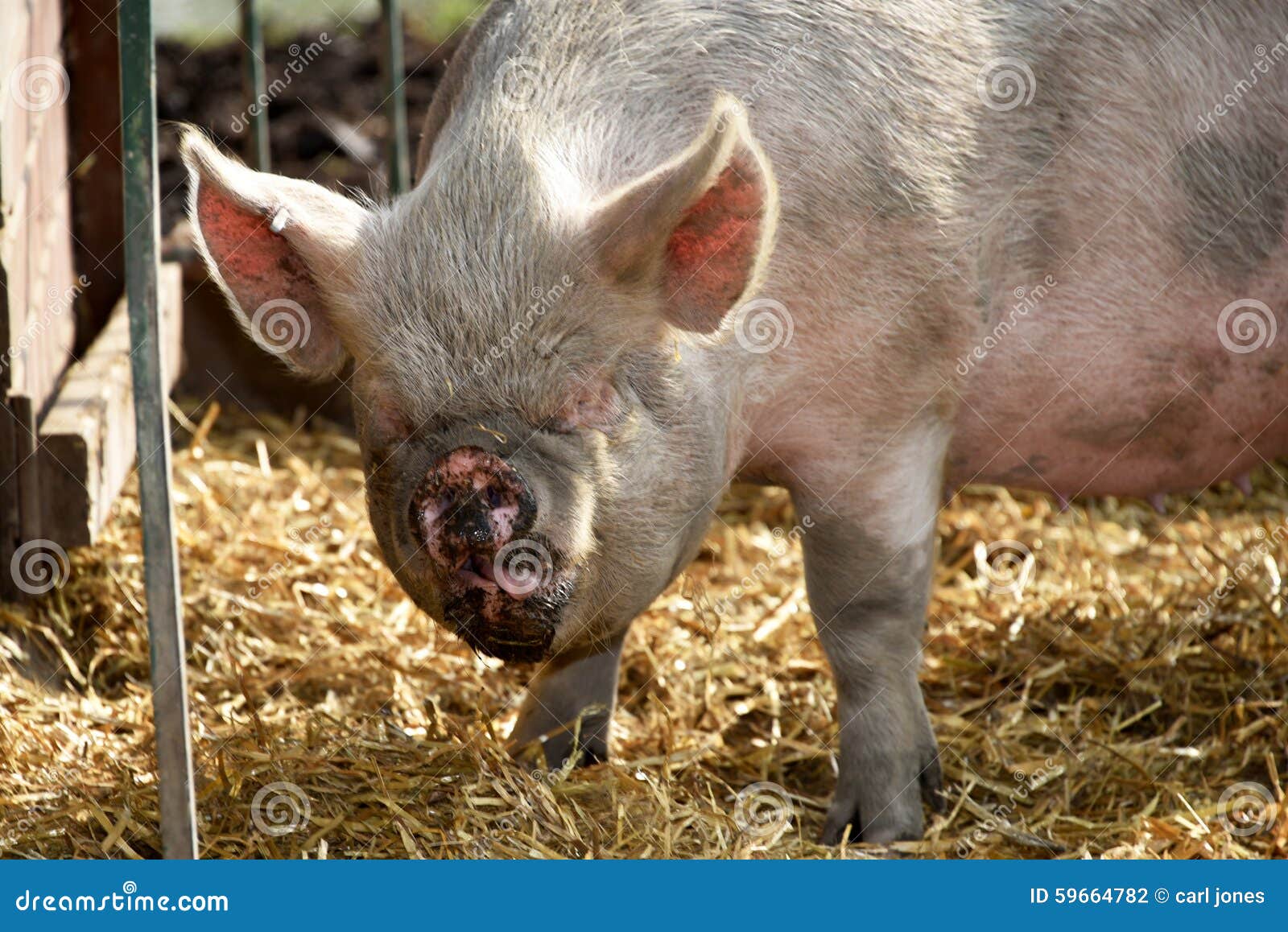 370 Cerdo Feo Divertido Fotos - Libres de Derechos y Gratuitas de ...