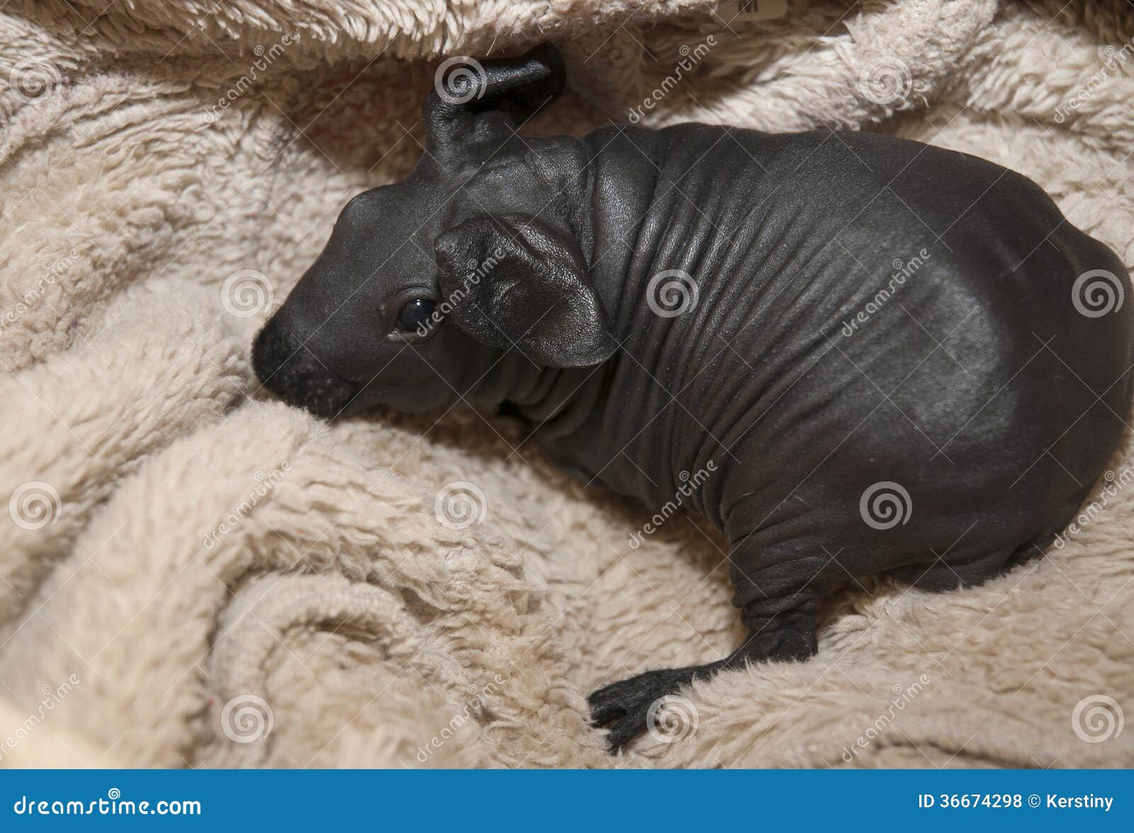 Cerdo flaco foto de archivo. Imagen de querido, roedor - 36674298