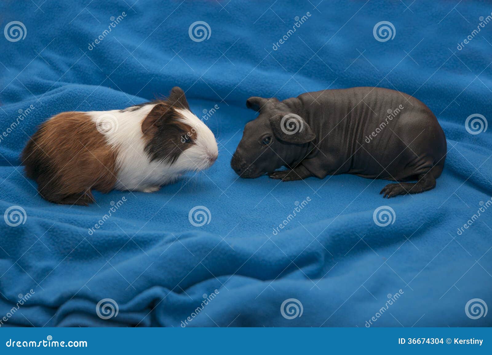 Cerdo flaco foto de archivo. Imagen de junto, bozal, casta - 36674304