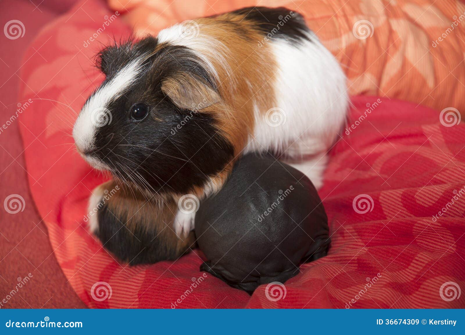 Cerdo flaco imagen de archivo. Imagen de lindo, peludo - 36674309