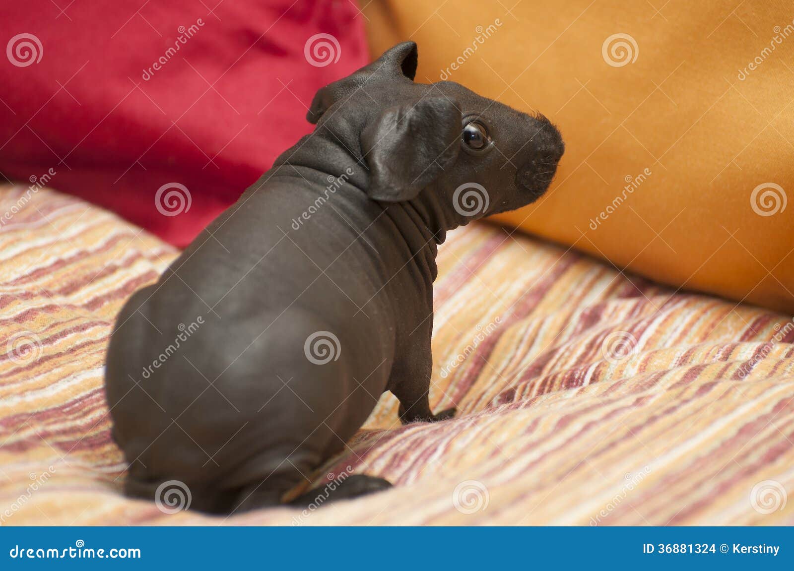 Cerdo flaco foto de archivo. Imagen de cerdo, casero - 36881324