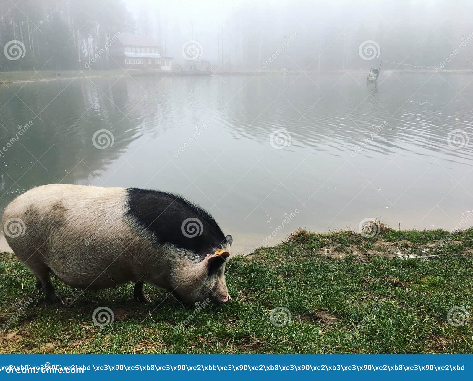 Cerdo gordo foto de archivo. Imagen de gordo, niebla - 133690364