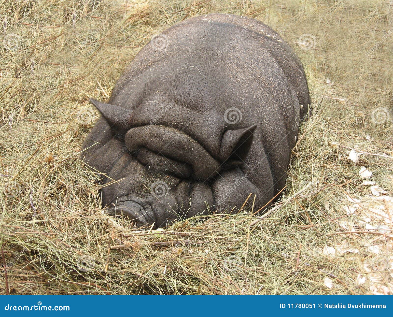Cerdo gordo grande imagen de archivo. Imagen de gris - 11780051