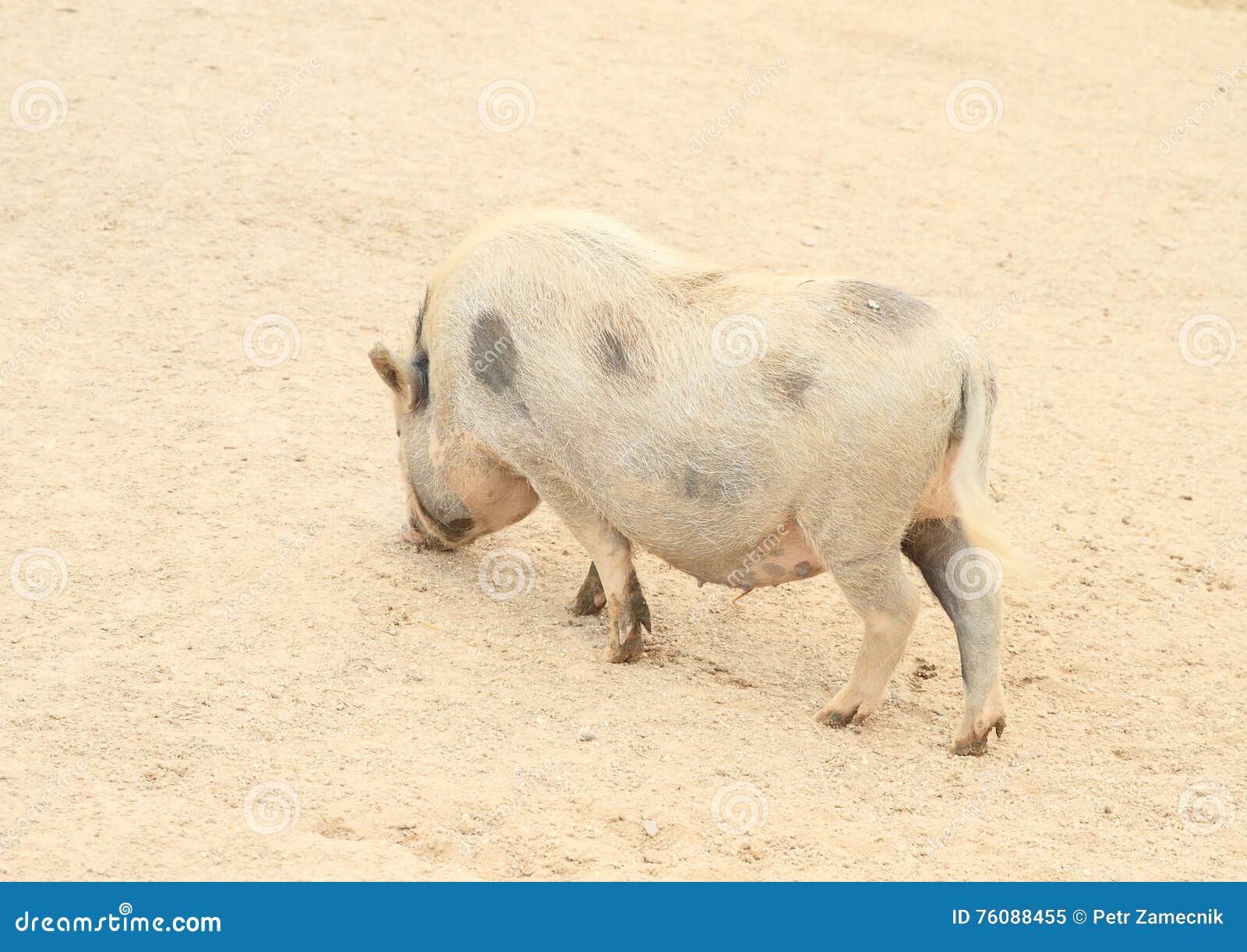 Cerdo gordo grande imagen de archivo. Imagen de tierra - 76088455