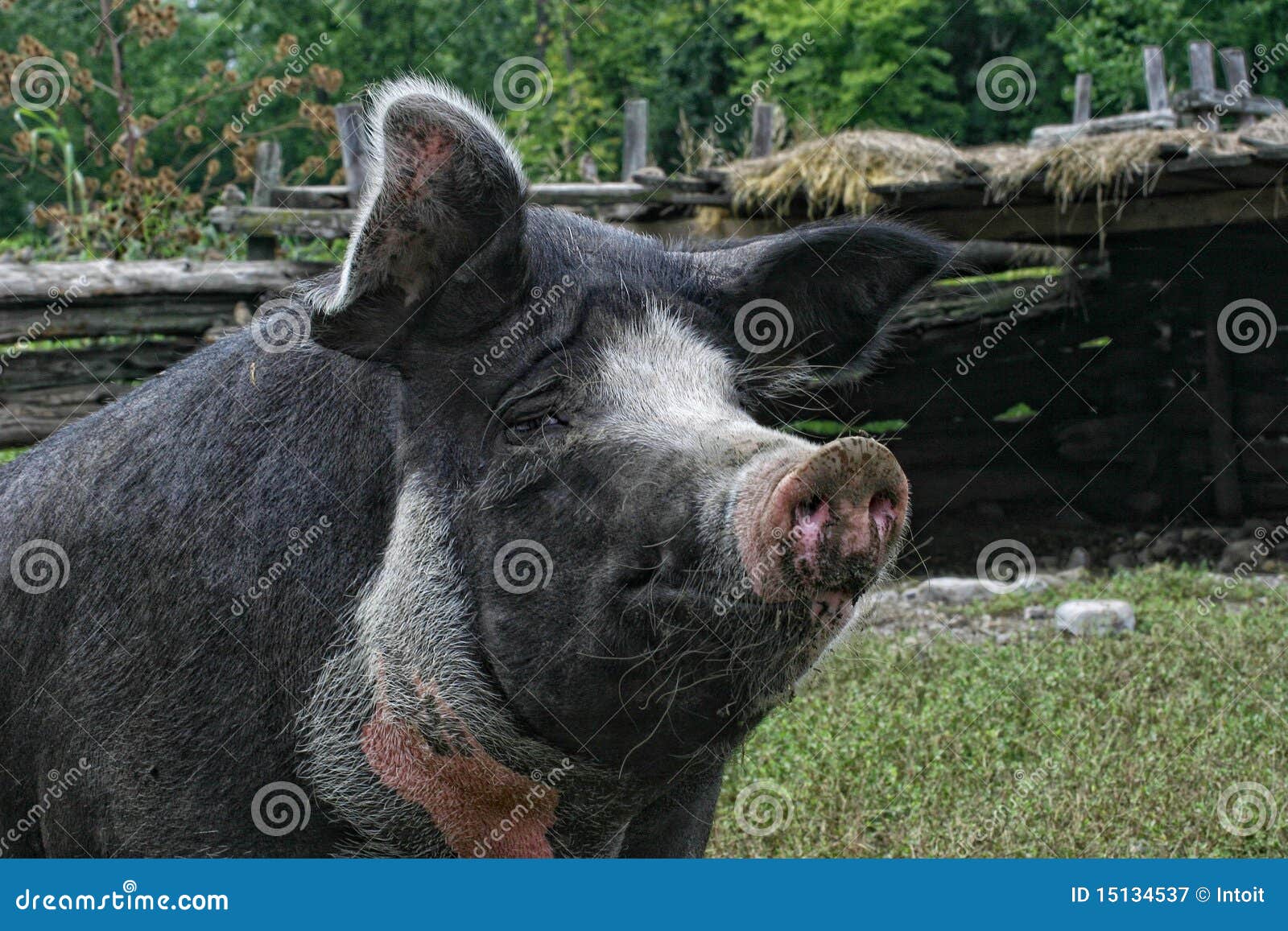Cerdo gordo triste imagen de archivo. Imagen de hocico - 15134537