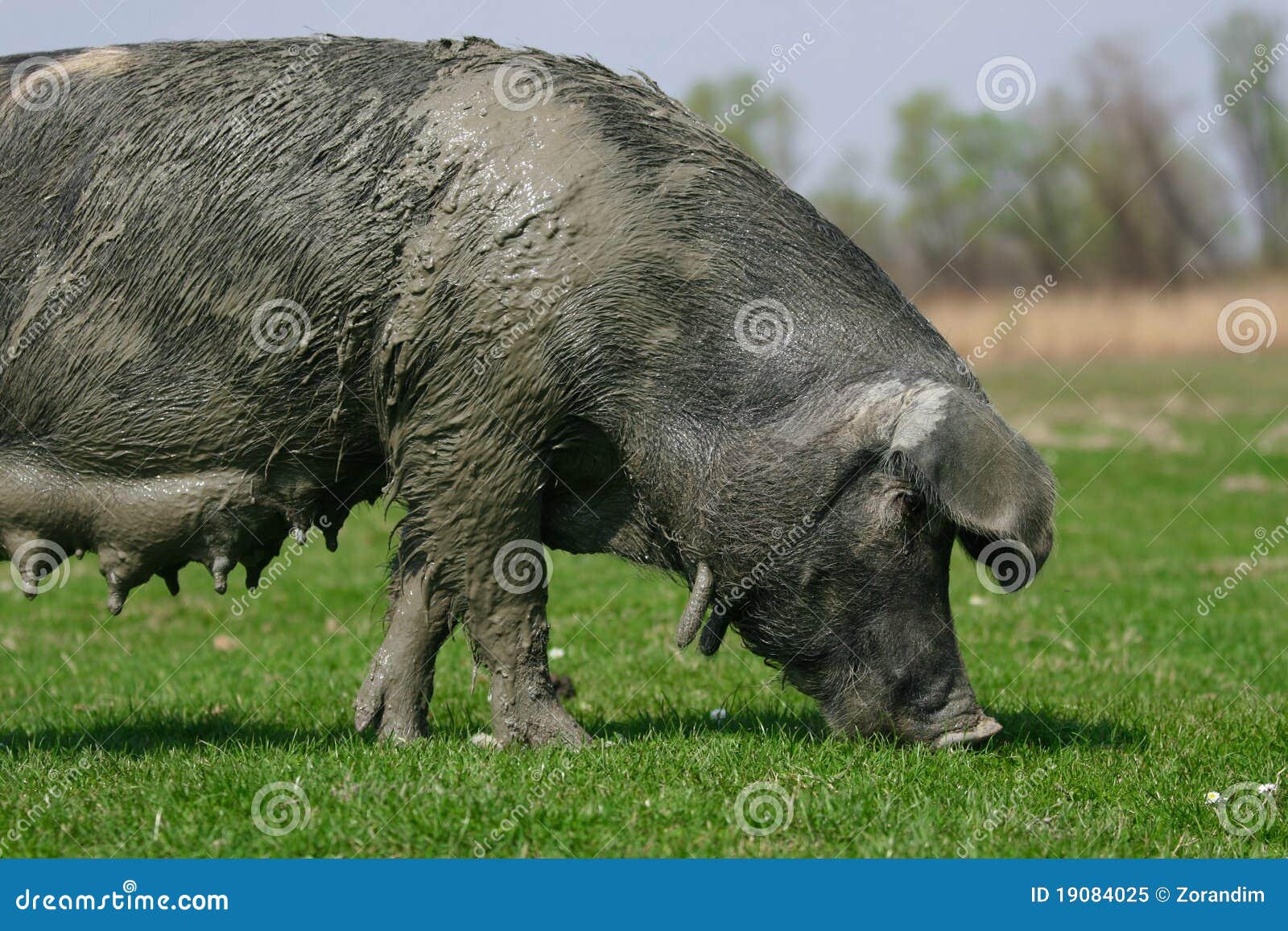 Cerdo grande imagen de archivo. Imagen de salvaje, imagen - 19084025