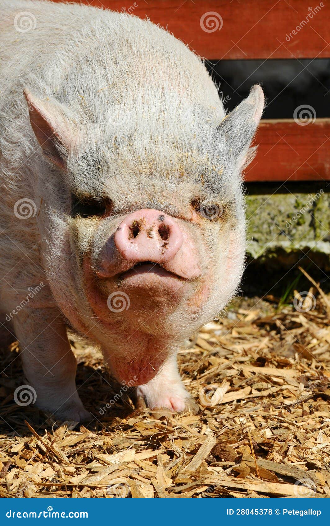 Cerdo grande foto de archivo. Imagen de crisol, hocico - 28045378