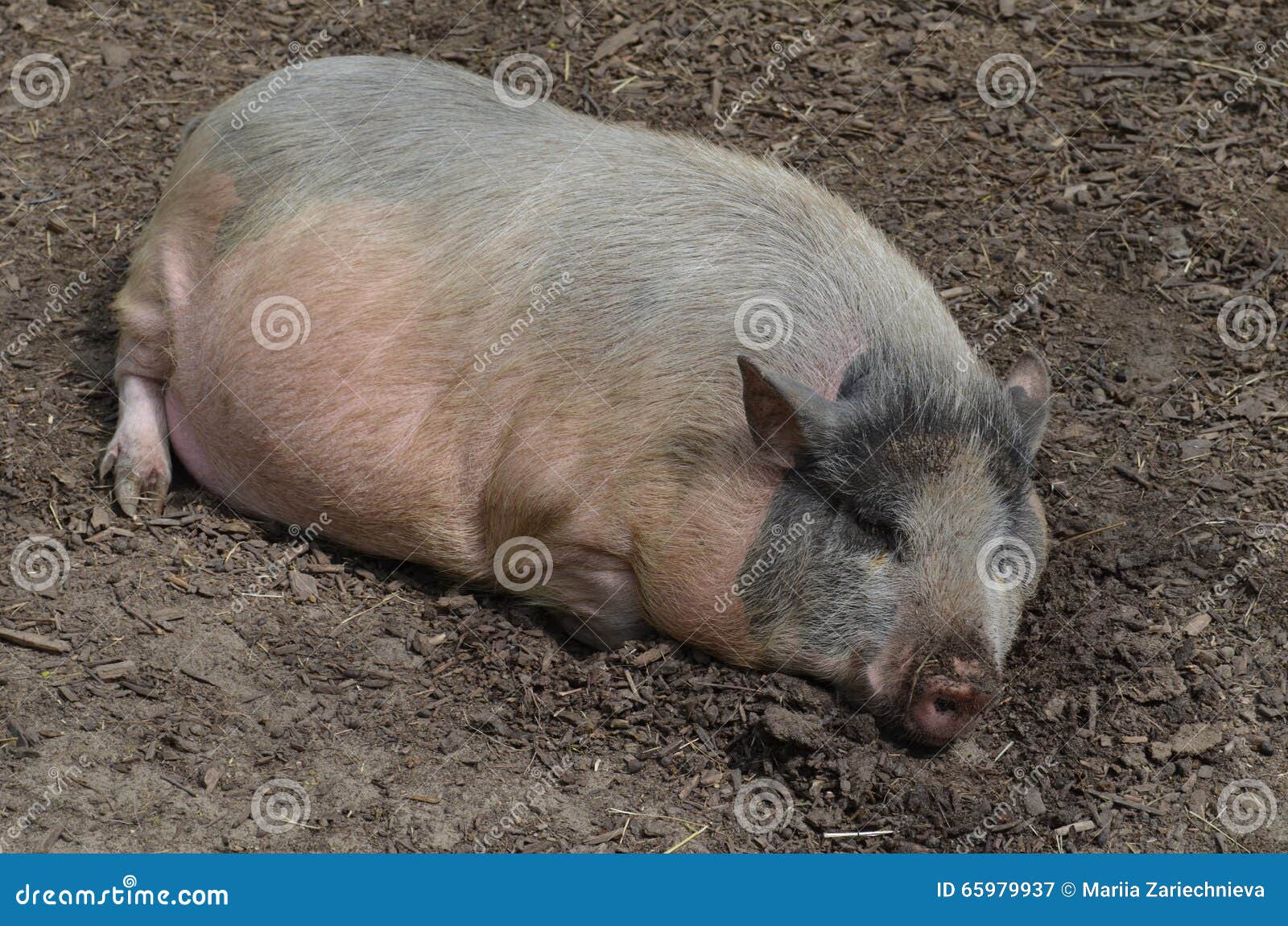 Cerdo Grande De La Granja Que Miente En La Yarda Imagen de archivo ...