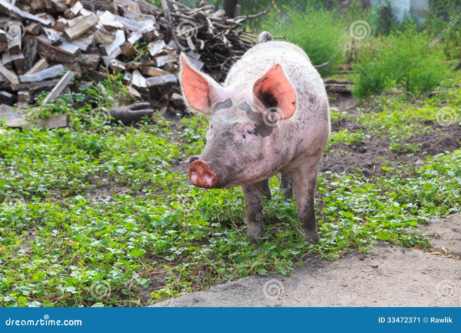 Cerdo grande en la granja imagen de archivo. Imagen de fango - 33472371