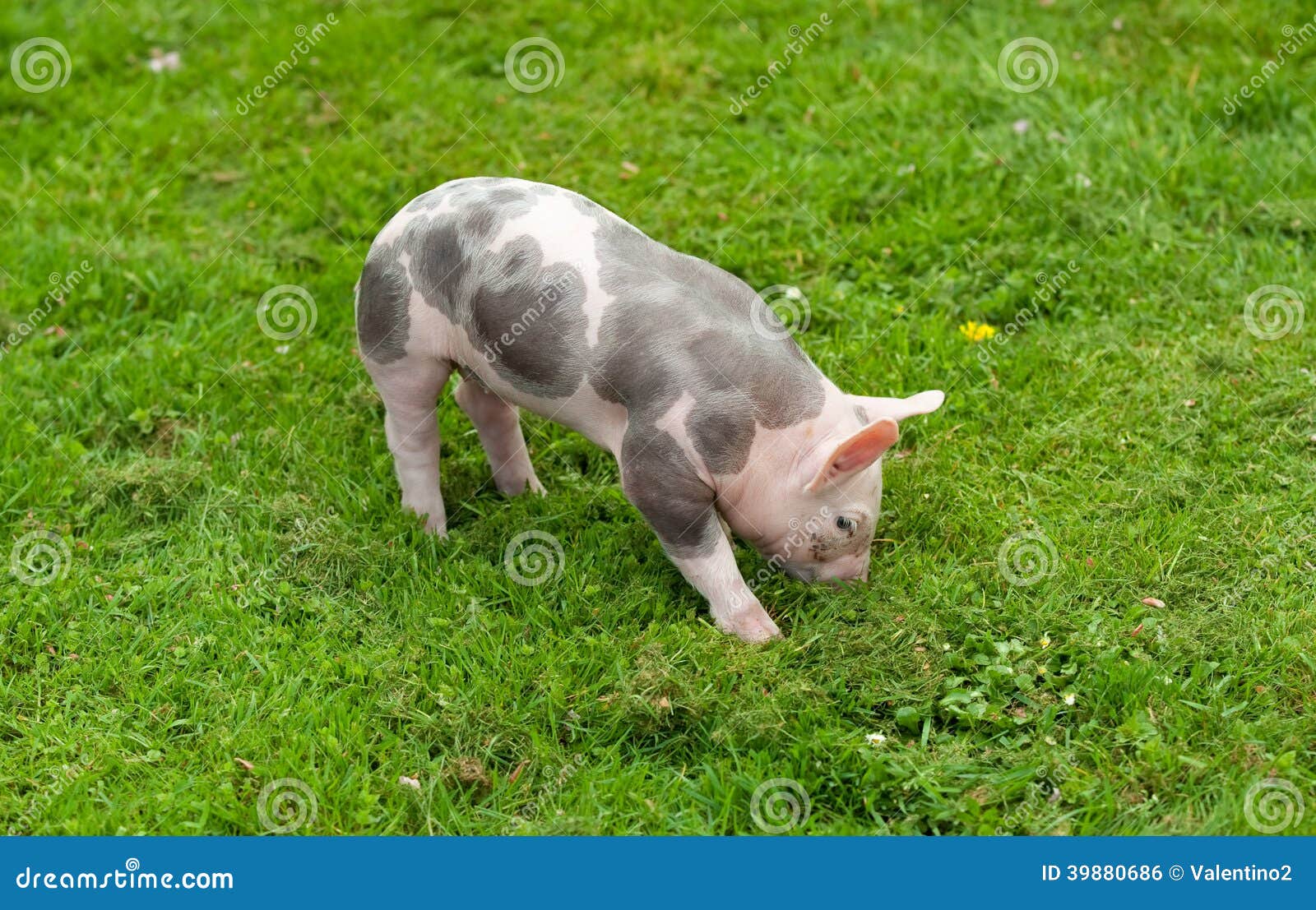 Cerdo Joven En Una Hierba Verde Foto de archivo - Imagen de verde ...