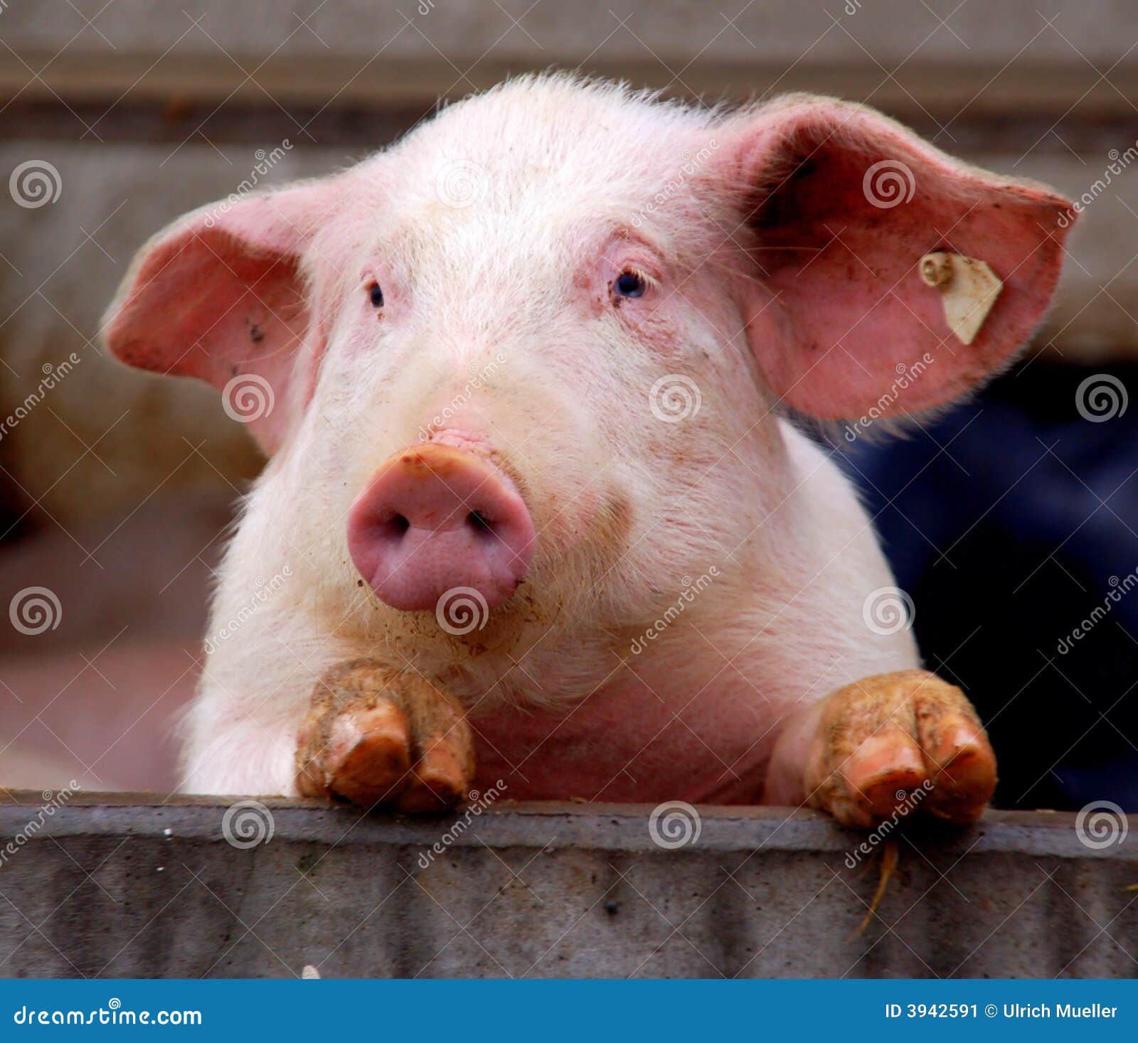Cerdo joven lindo imagen de archivo. Imagen de guarro - 3942591