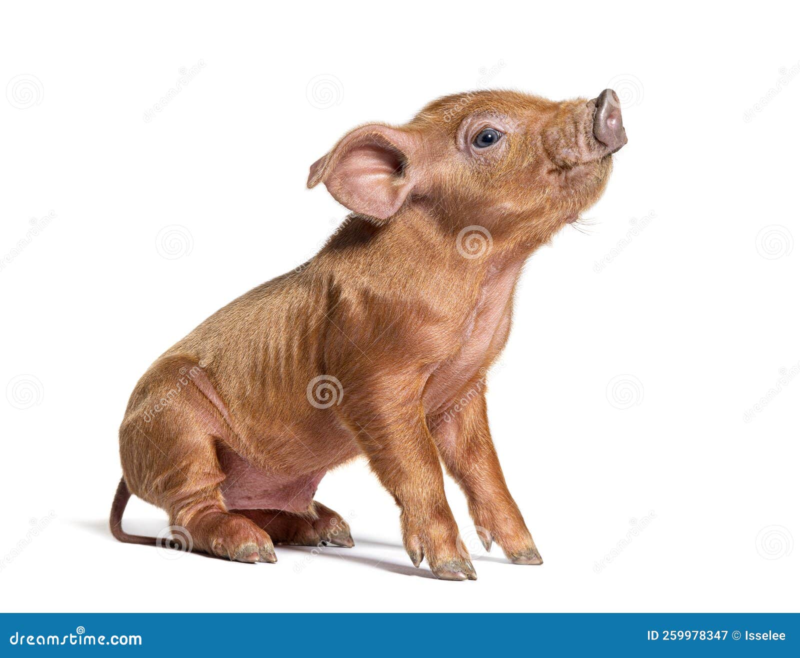 Cerdo Joven Sentado Buscando Raza Mixta Aislado Imagen de archivo ...