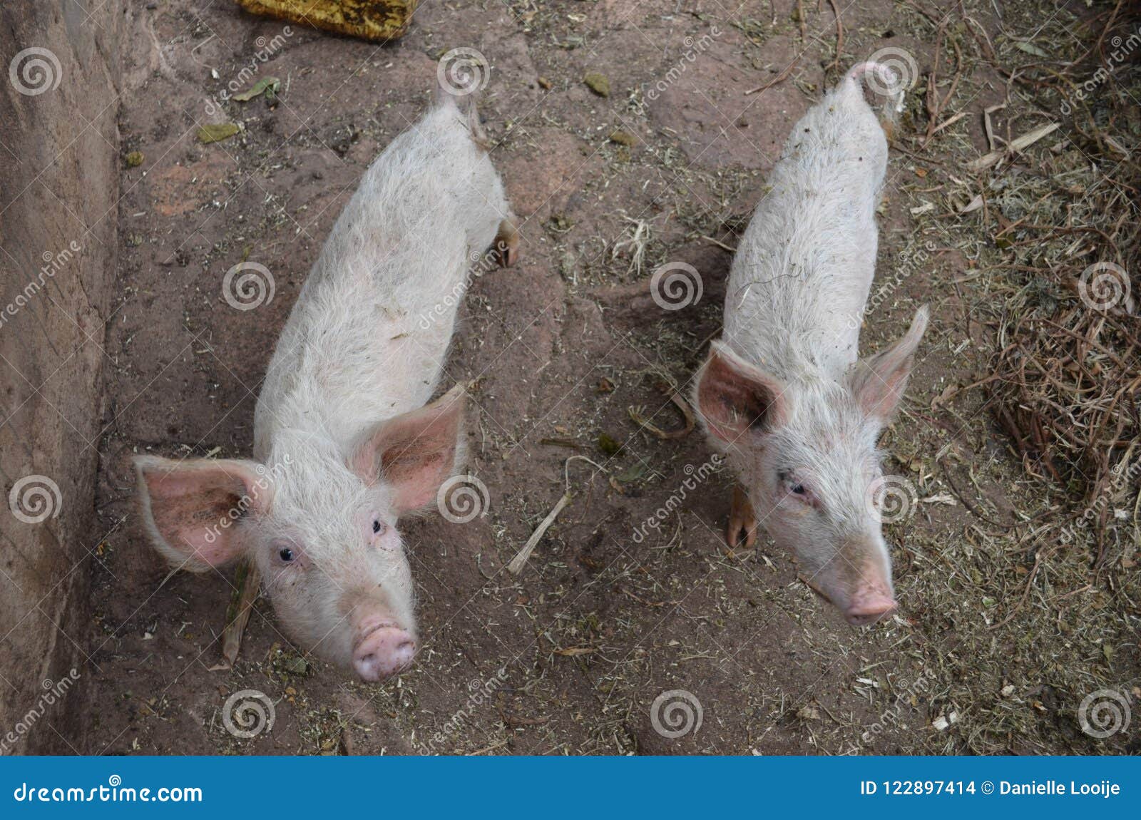 Cerdo Libre Que Vive En La Granja Foto de archivo - Imagen de ...