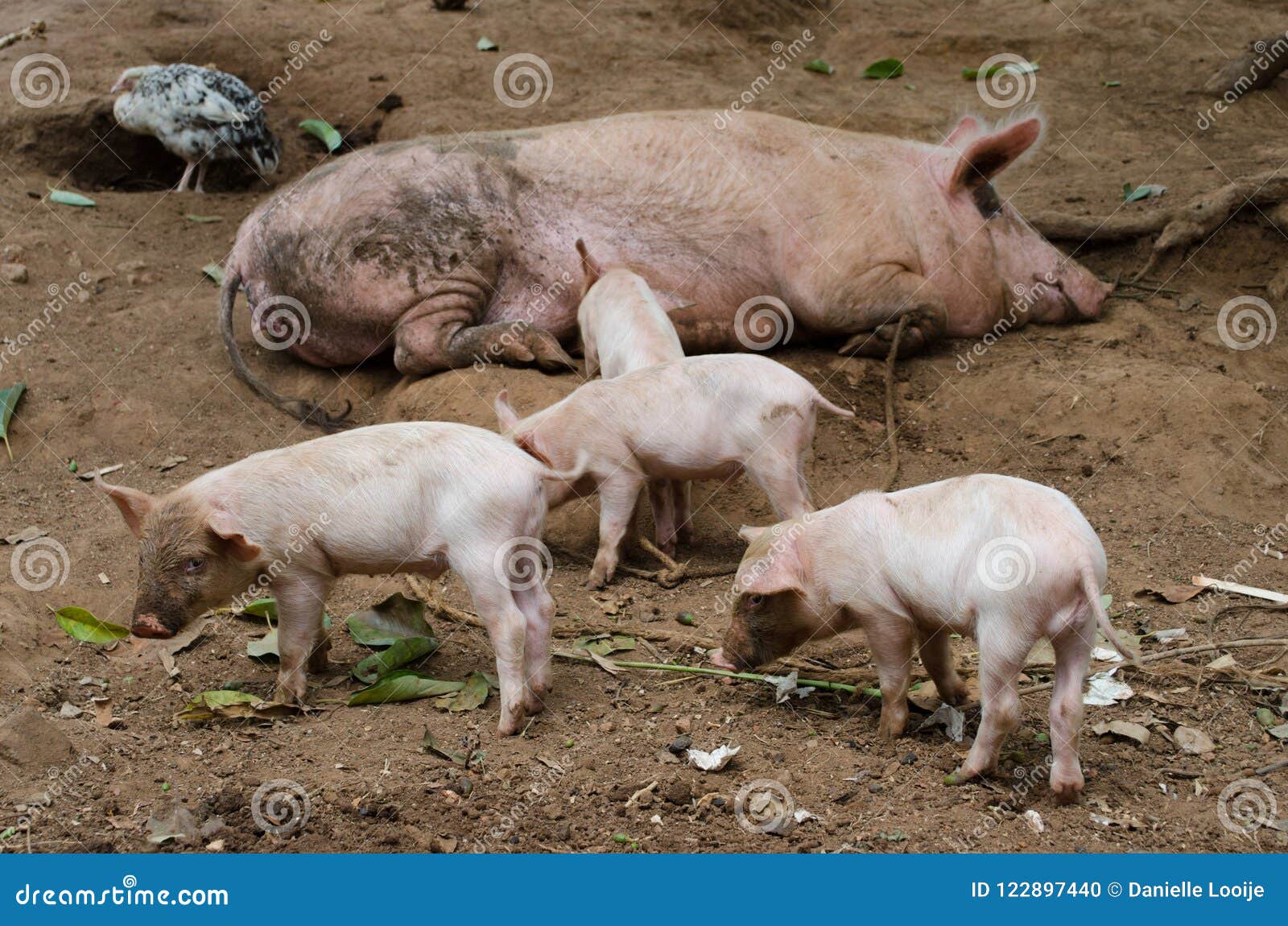 Cerdo Libre Que Vive En La Granja Foto de archivo - Imagen de lindo ...