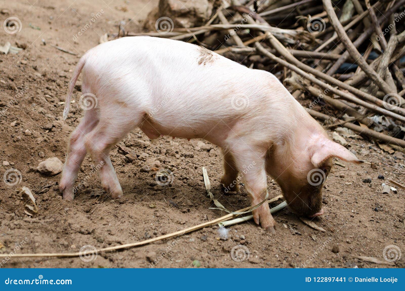 Cerdo Libre Que Vive En La Granja Imagen de archivo - Imagen de rosa ...