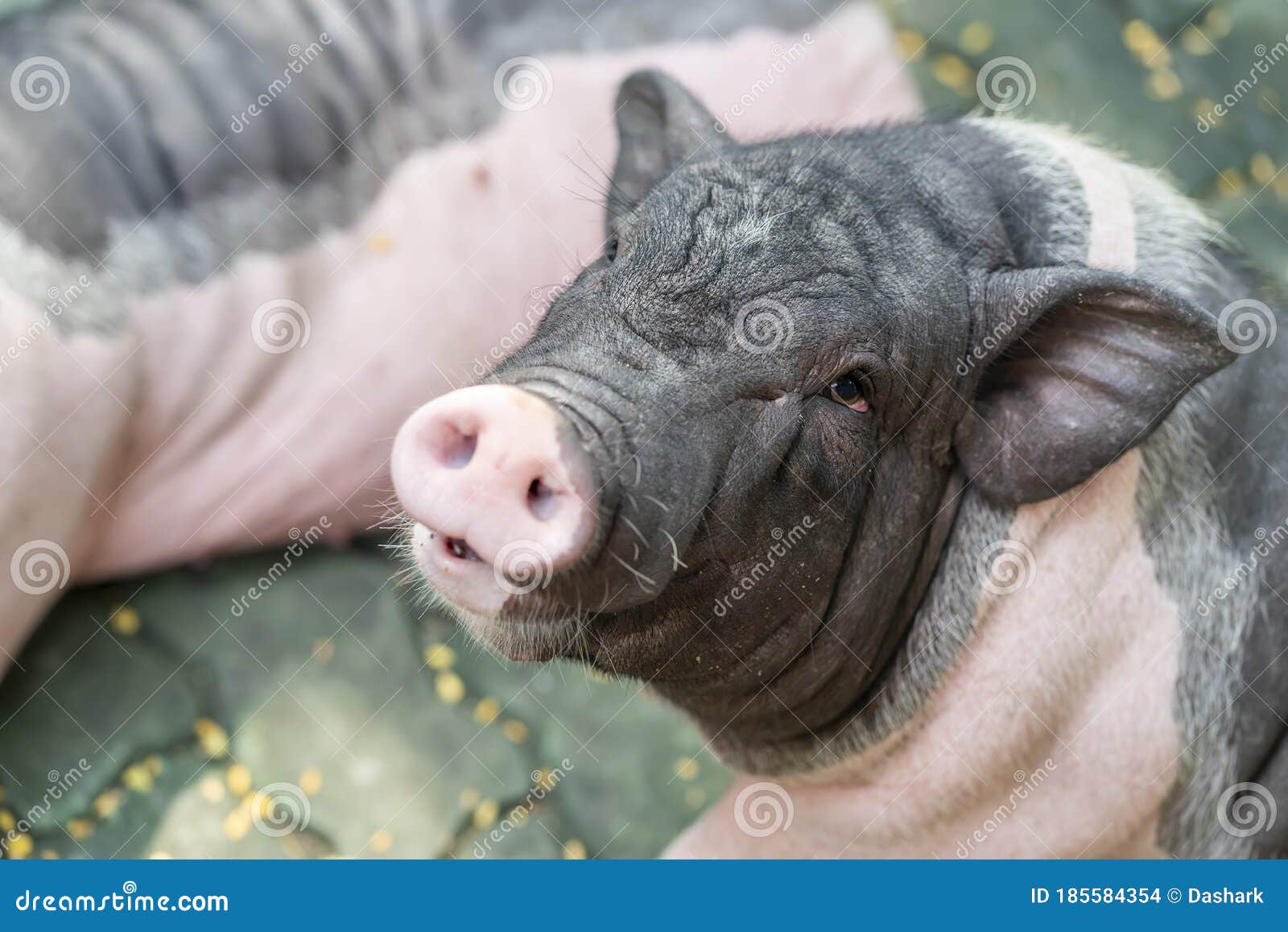 Cerdo lindo en la granja foto de archivo. Imagen de cubierto - 185584354
