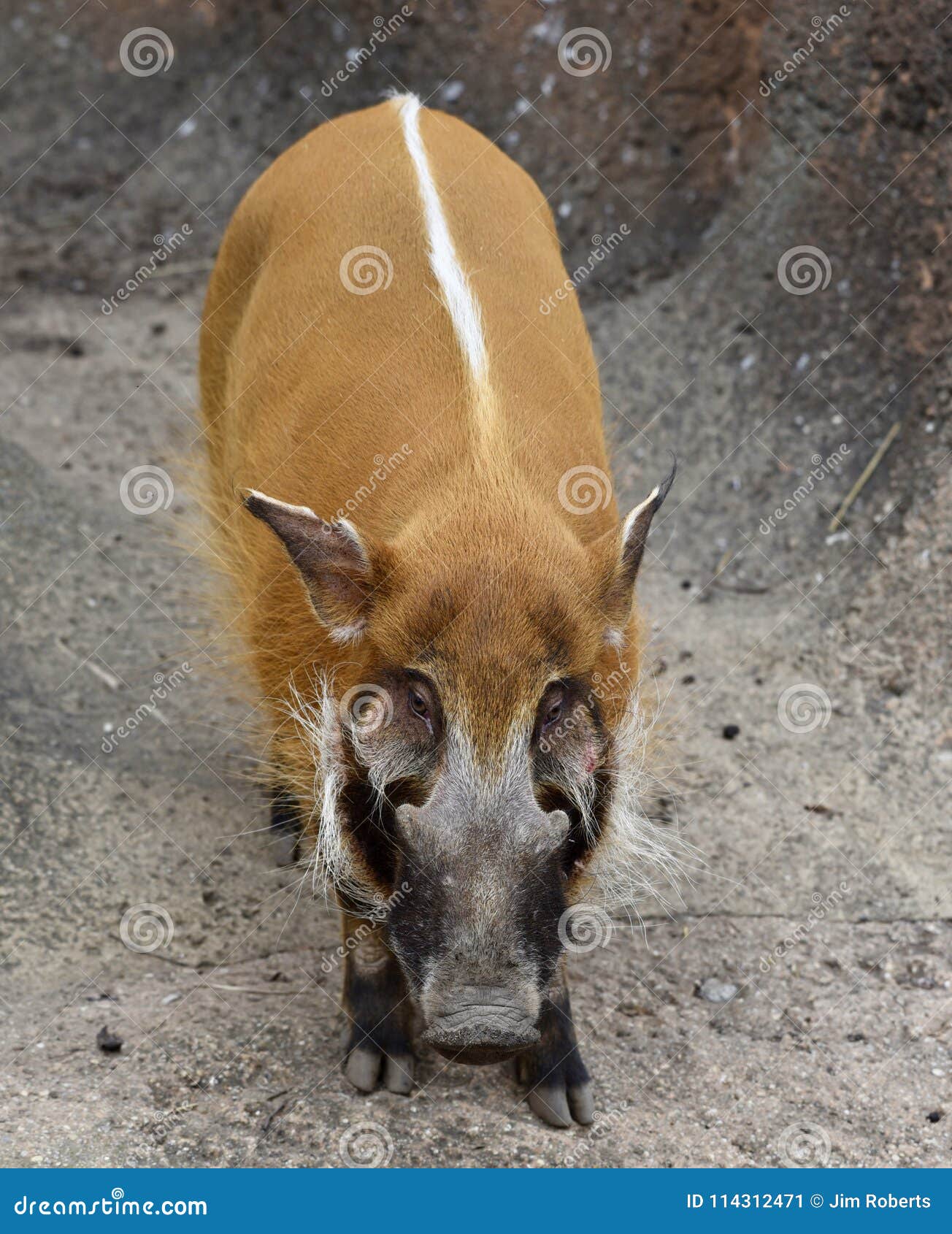 Cerdo Masculino De Red River Foto editorial - Imagen de parque ...