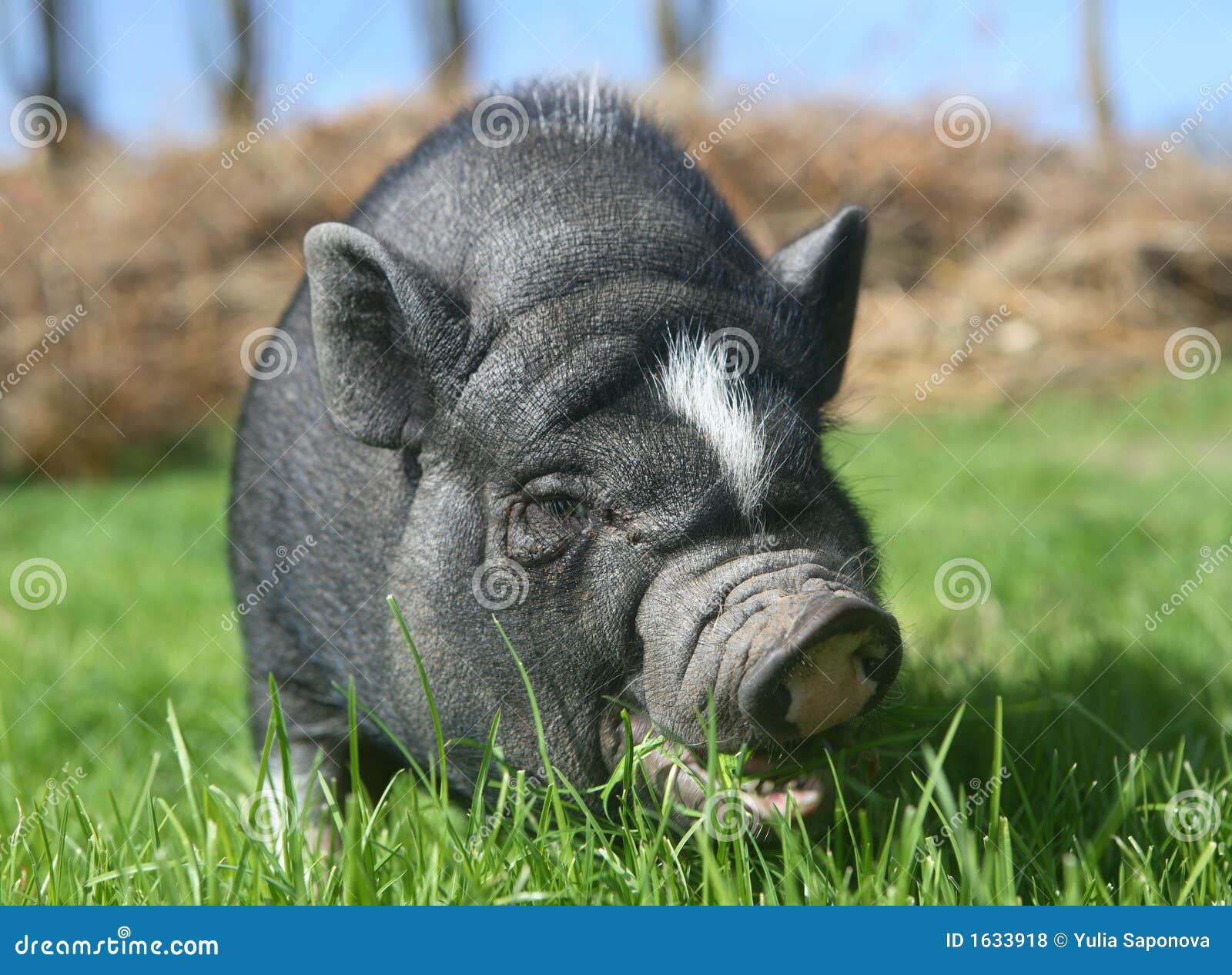 Cerdo negro foto de archivo. Imagen de alimento, tocino - 1633918