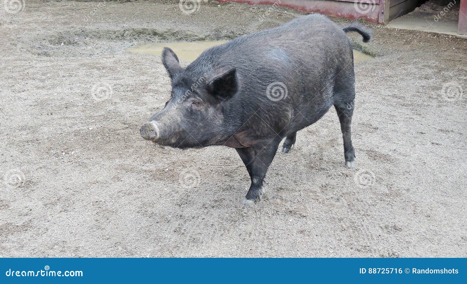 1,536 Cerdo Negro Del Verraco Fotos - Libres de Derechos y Gratuitas de ...