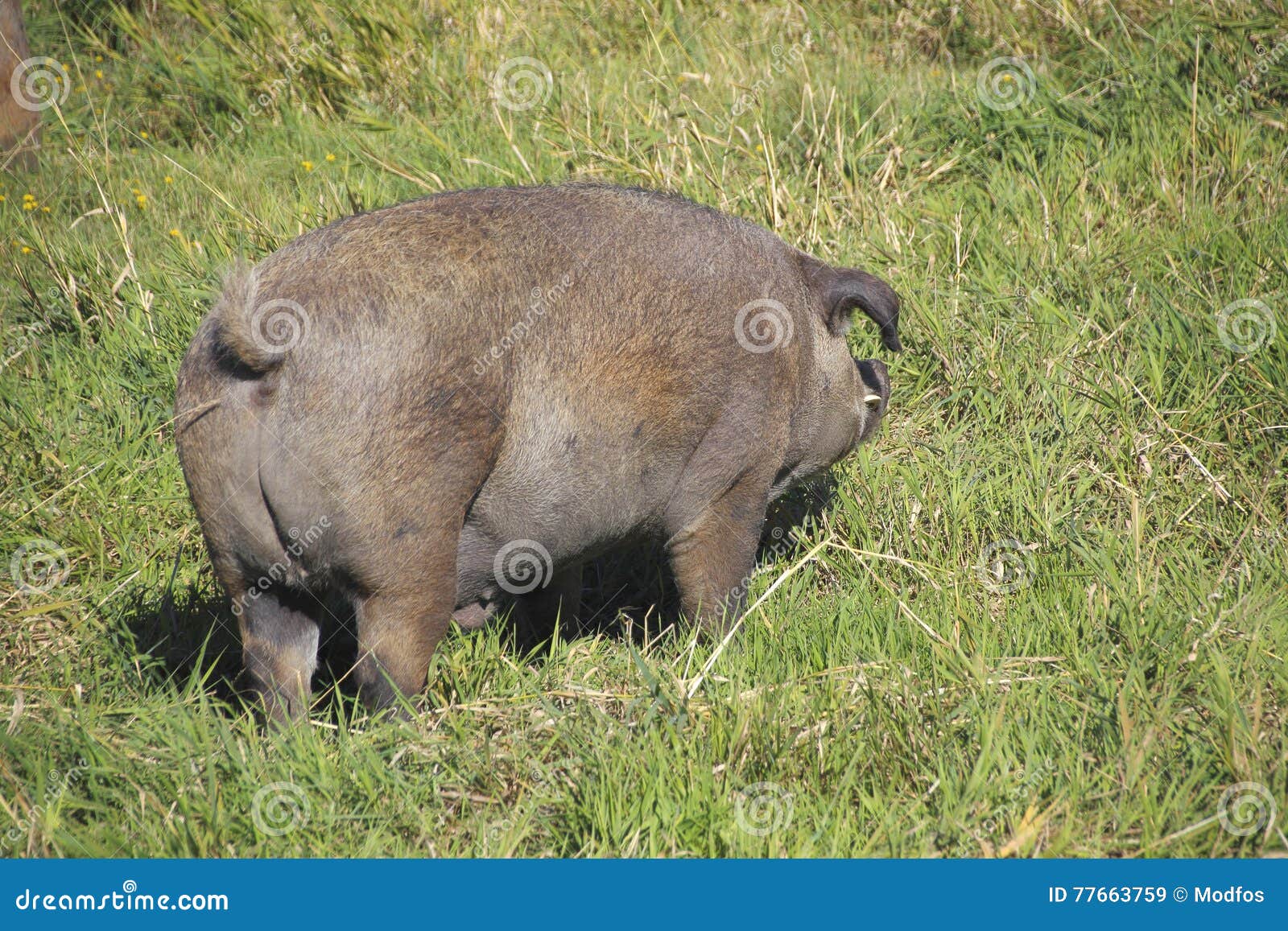 Cerdo o cerdos o verraco imagen de archivo. Imagen de grande - 77663759