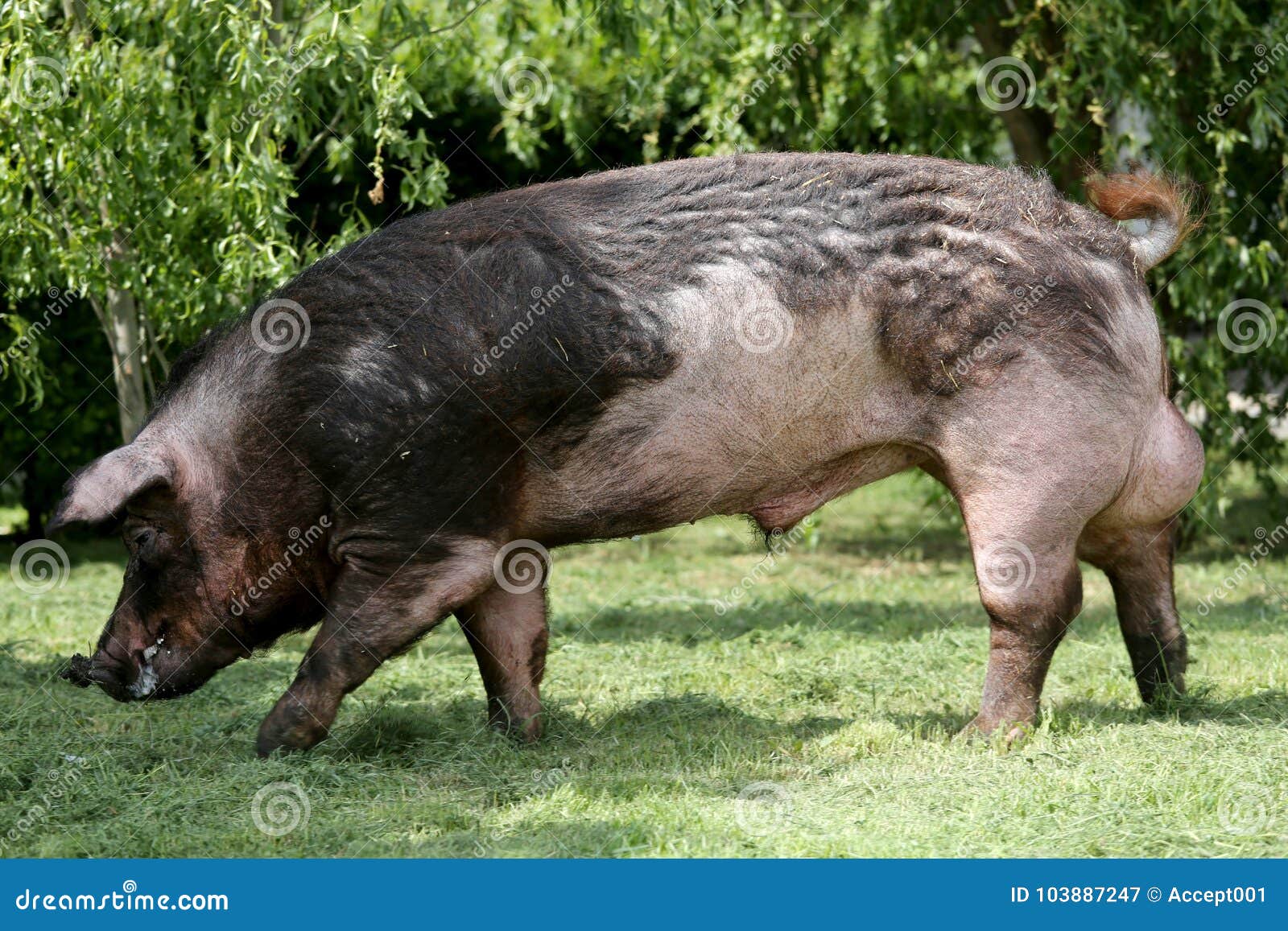 Cerdo Poderoso De La Raza Del Duroc-Jersey Que Come En Prado Imagen de ...