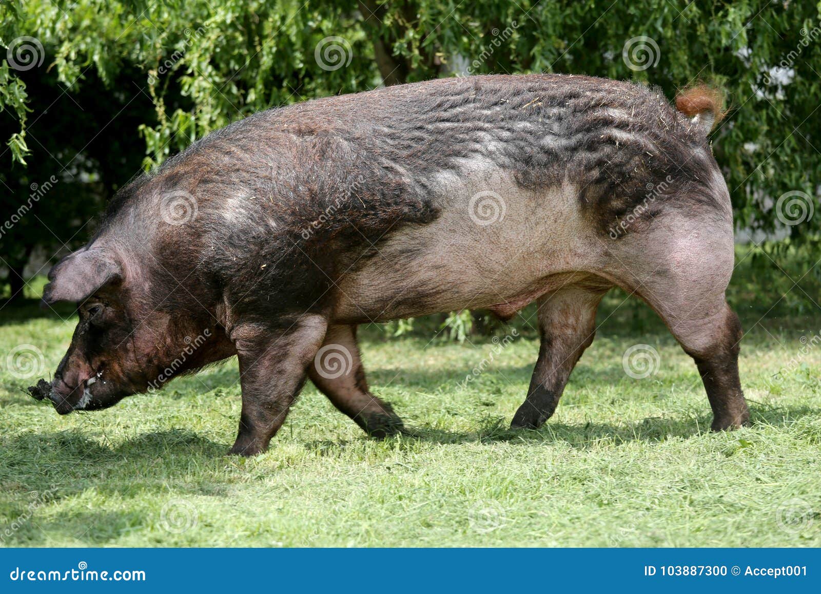 Cerdo Poderoso De La Raza Del Duroc-Jersey Que Come En Prado Foto de ...
