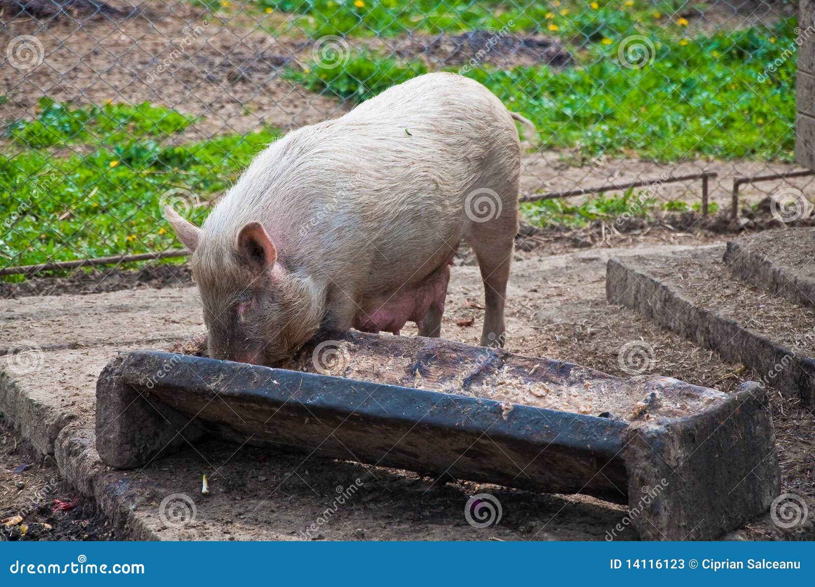 Cerdo que come de canal imagen de archivo. Imagen de detalles - 14116123