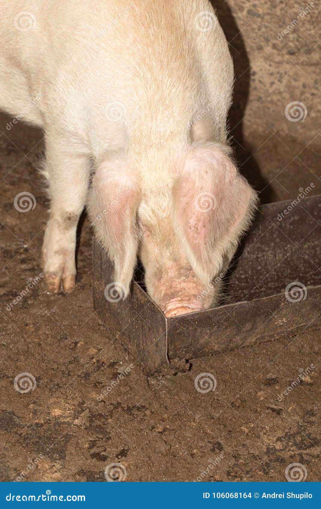 Cerdo Que Come En La Granja Foto de archivo - Imagen de animal ...