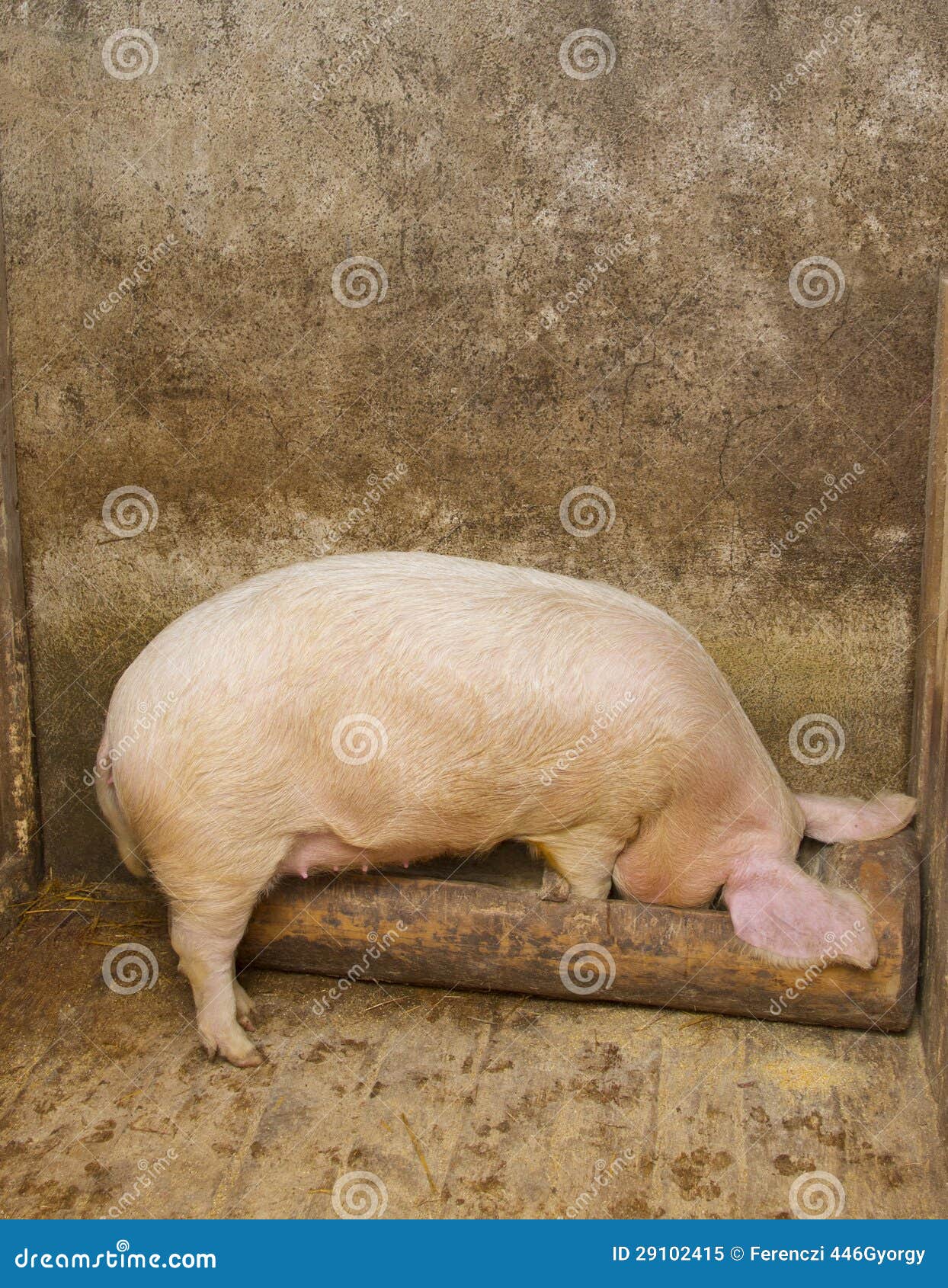 Cerdo Que Come En Una Granja De Cerdo Imagen de archivo - Imagen de ...