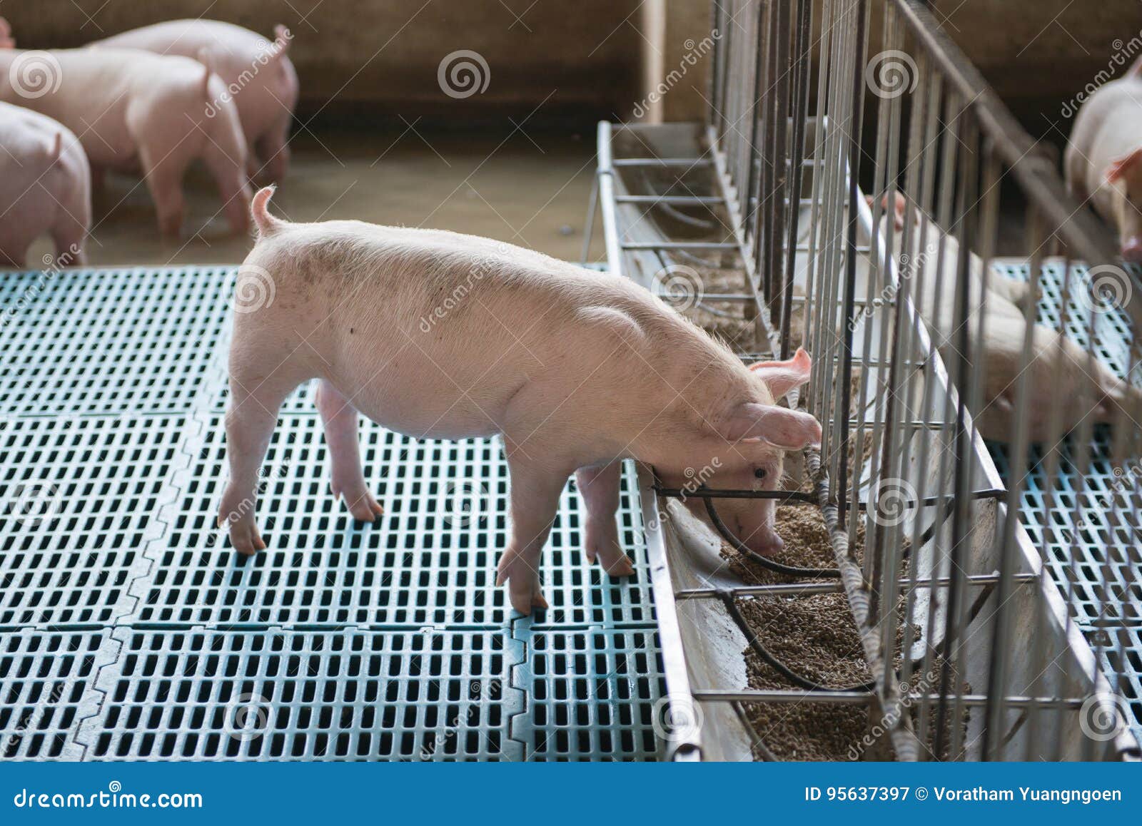 Cerdo que come la comida imagen de archivo. Imagen de agricultura ...