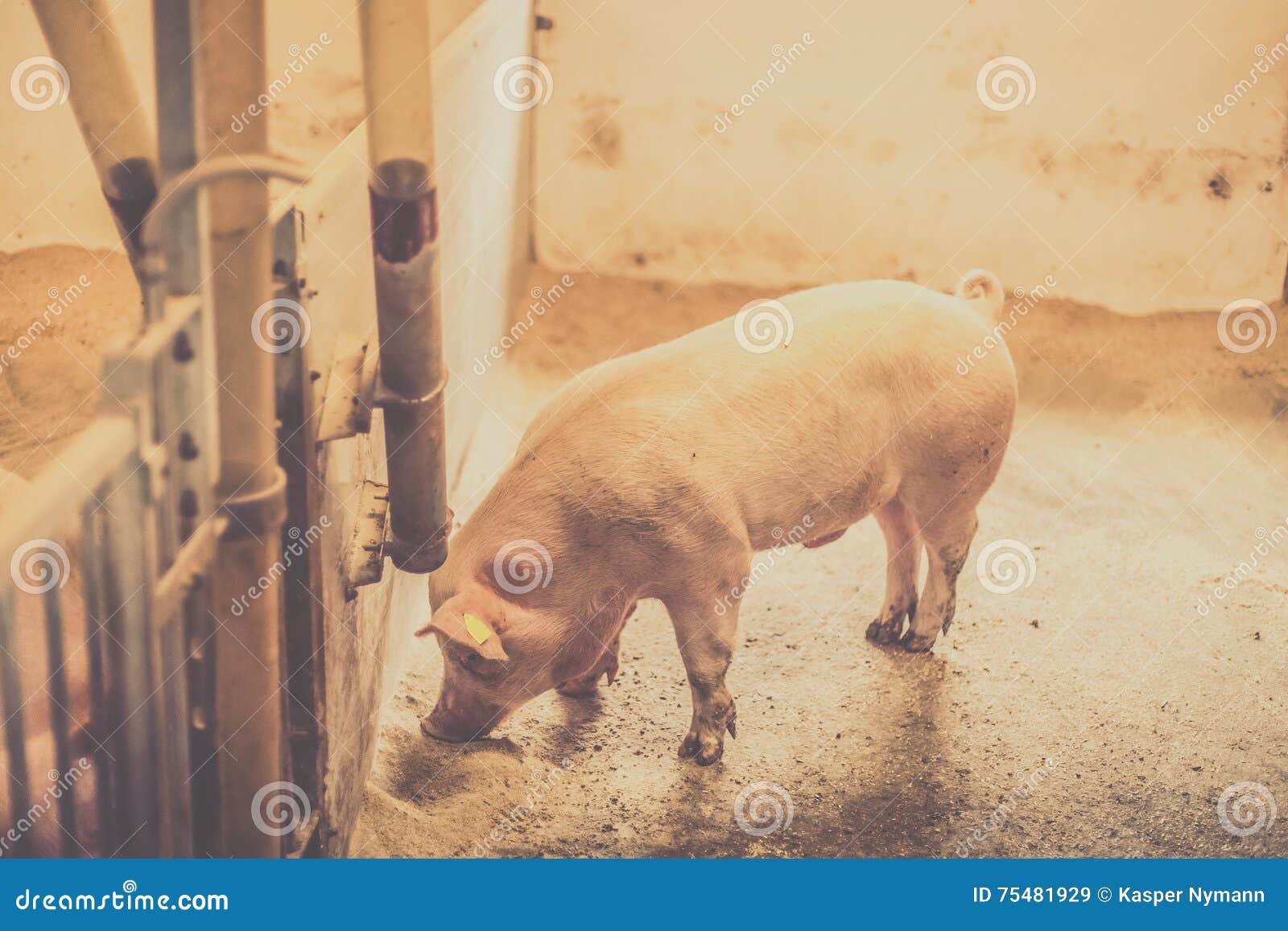 Cerdo Que Come La Comida En Un Establo Brillante Imagen de archivo ...