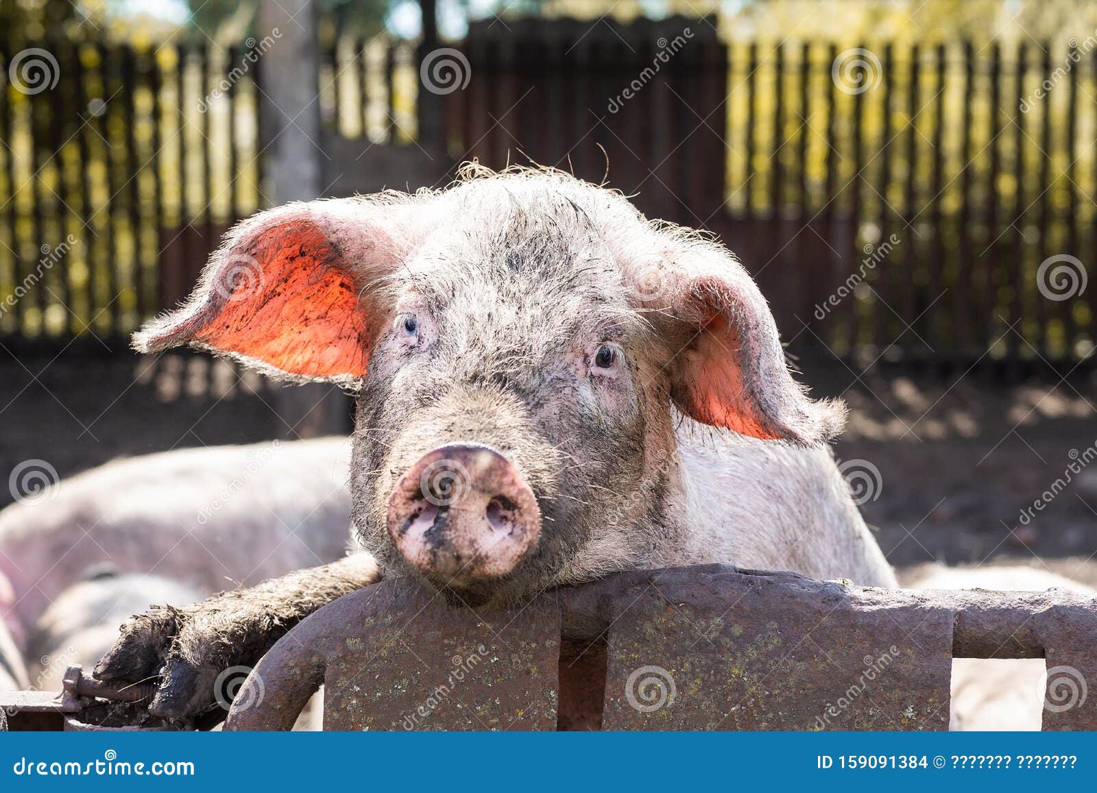 Cerdo rosa en el barro foto de archivo. Imagen de patio - 159091384