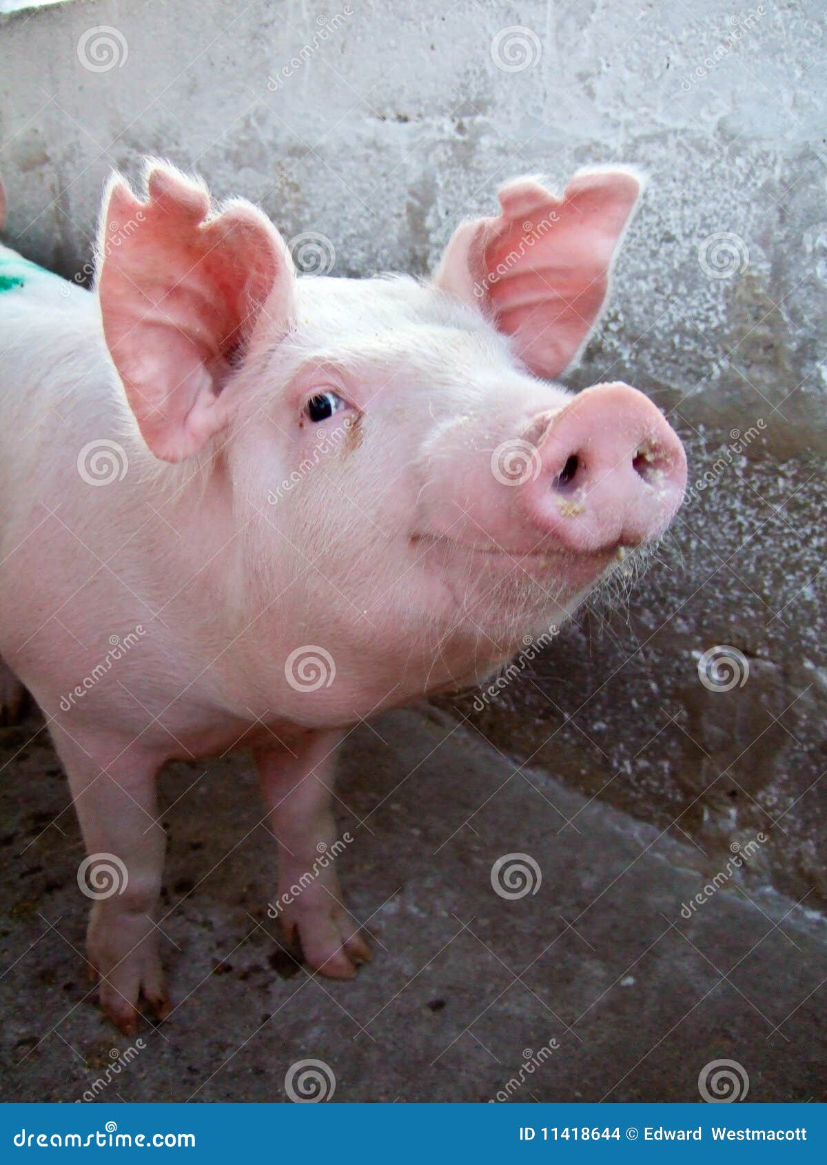 Cerdo rosado foto de archivo. Imagen de miradas, afuera - 11418644